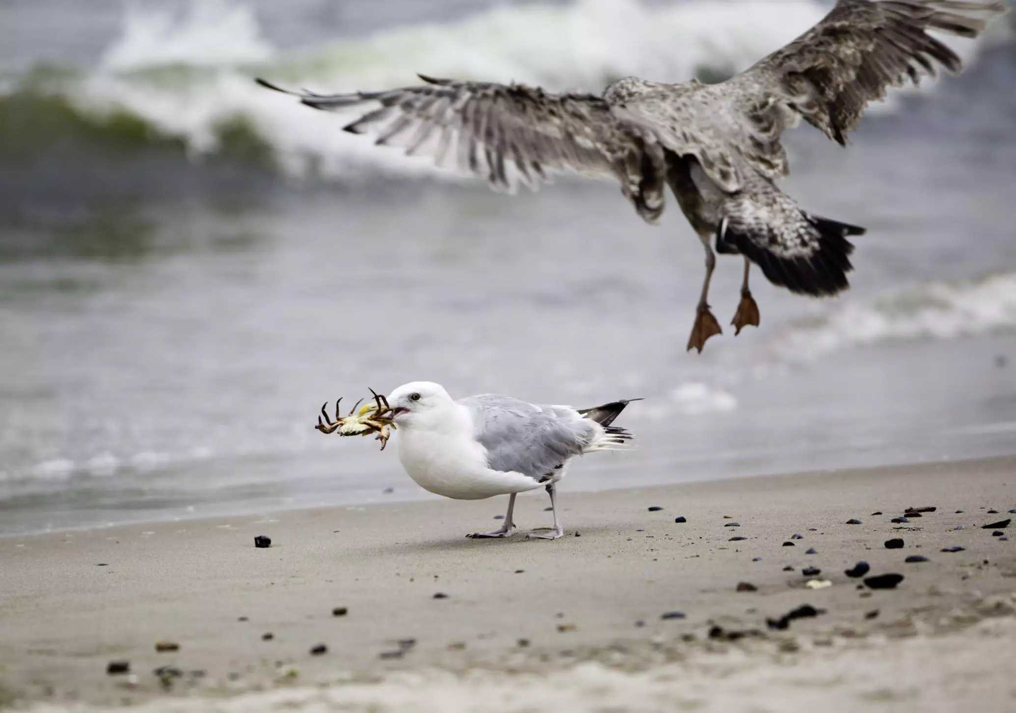 Gull on pantai jeung yuyu di beak na kalawan kadua gull ngalayang ka arah kahiji, gelombang sagara dina fokus lemes di tukang.