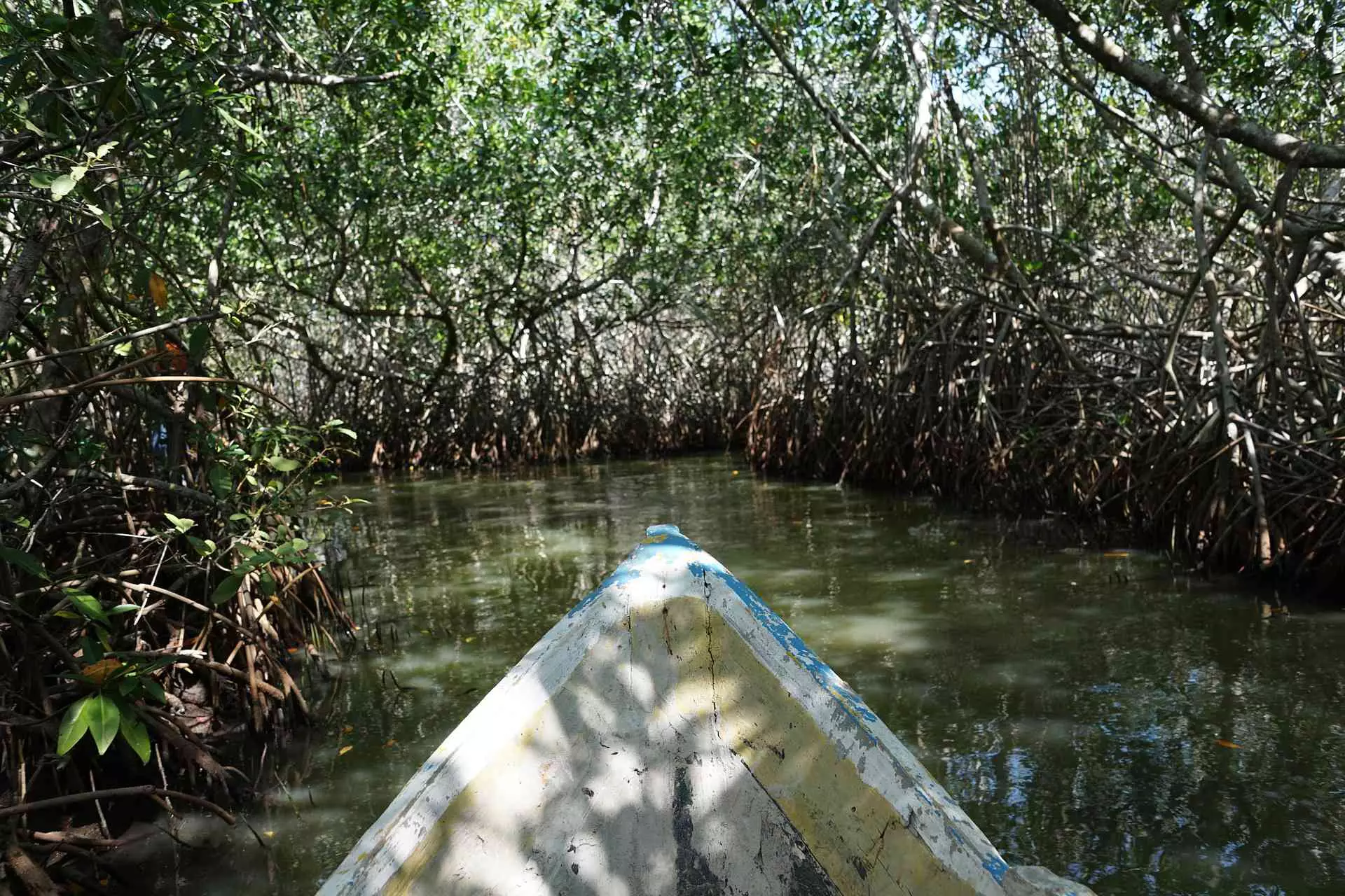 Foto en primeira persoa dun bosque de mangle visto desde un pequeno barco.