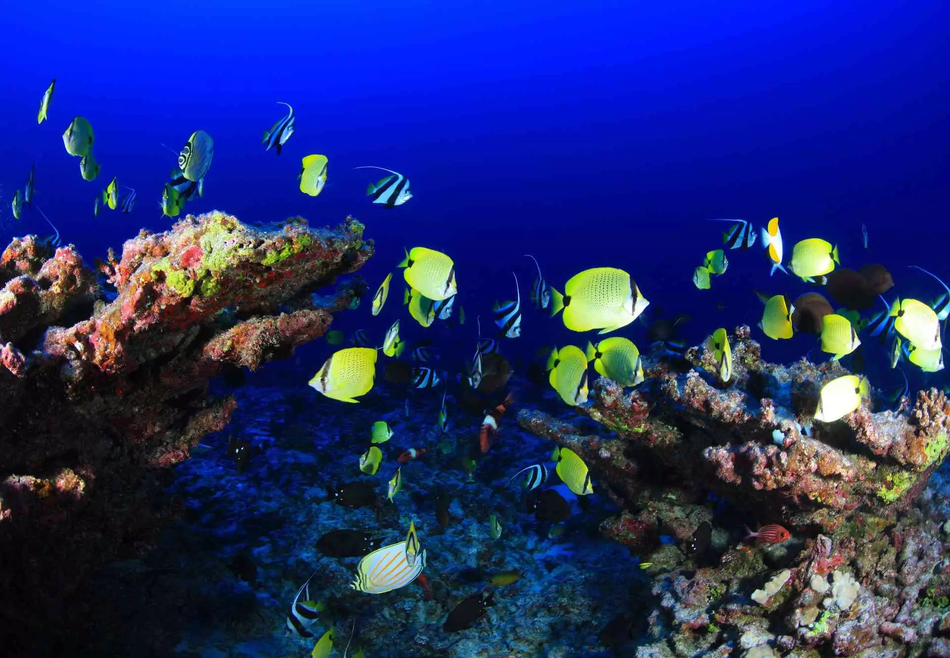 Vista submarina dun arrecife de coral con peixes tropicais nadando.