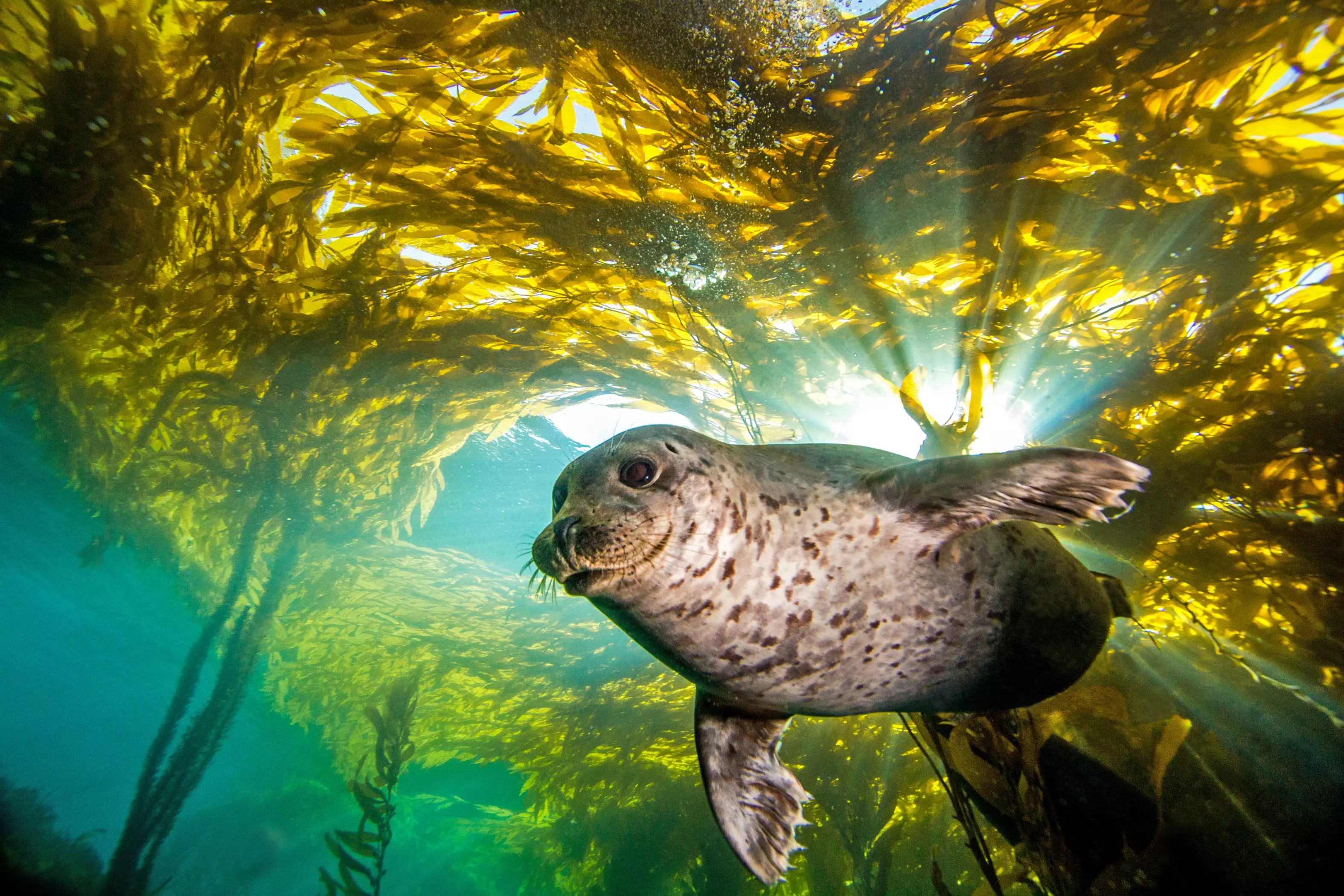 Ra'ayin karkashin ruwa na hatimin habor yana iyo ta cikin dajin kelp.