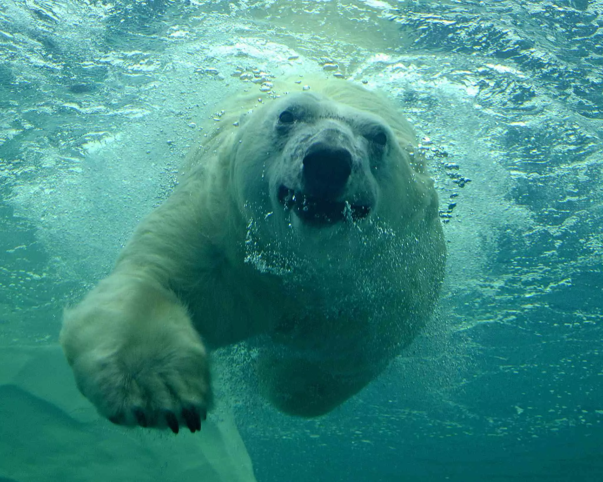 Polar bear yana iyo a ƙarƙashin ruwa yana kallon kyamara.