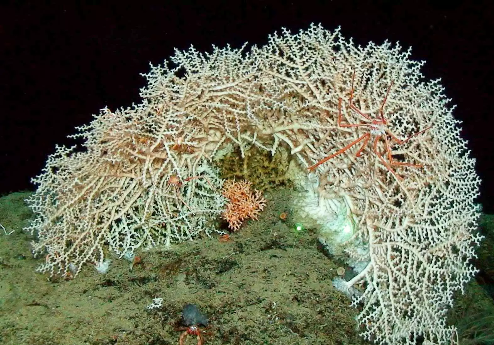 Cerca de coral do mar profundo baixo a auga.