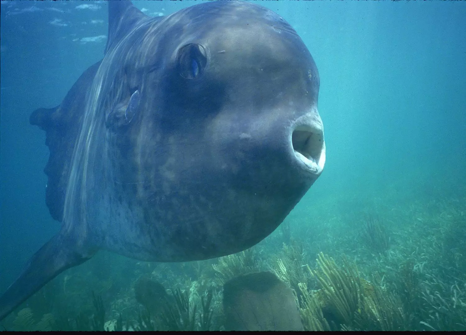 Samudra Sunfish Fakta