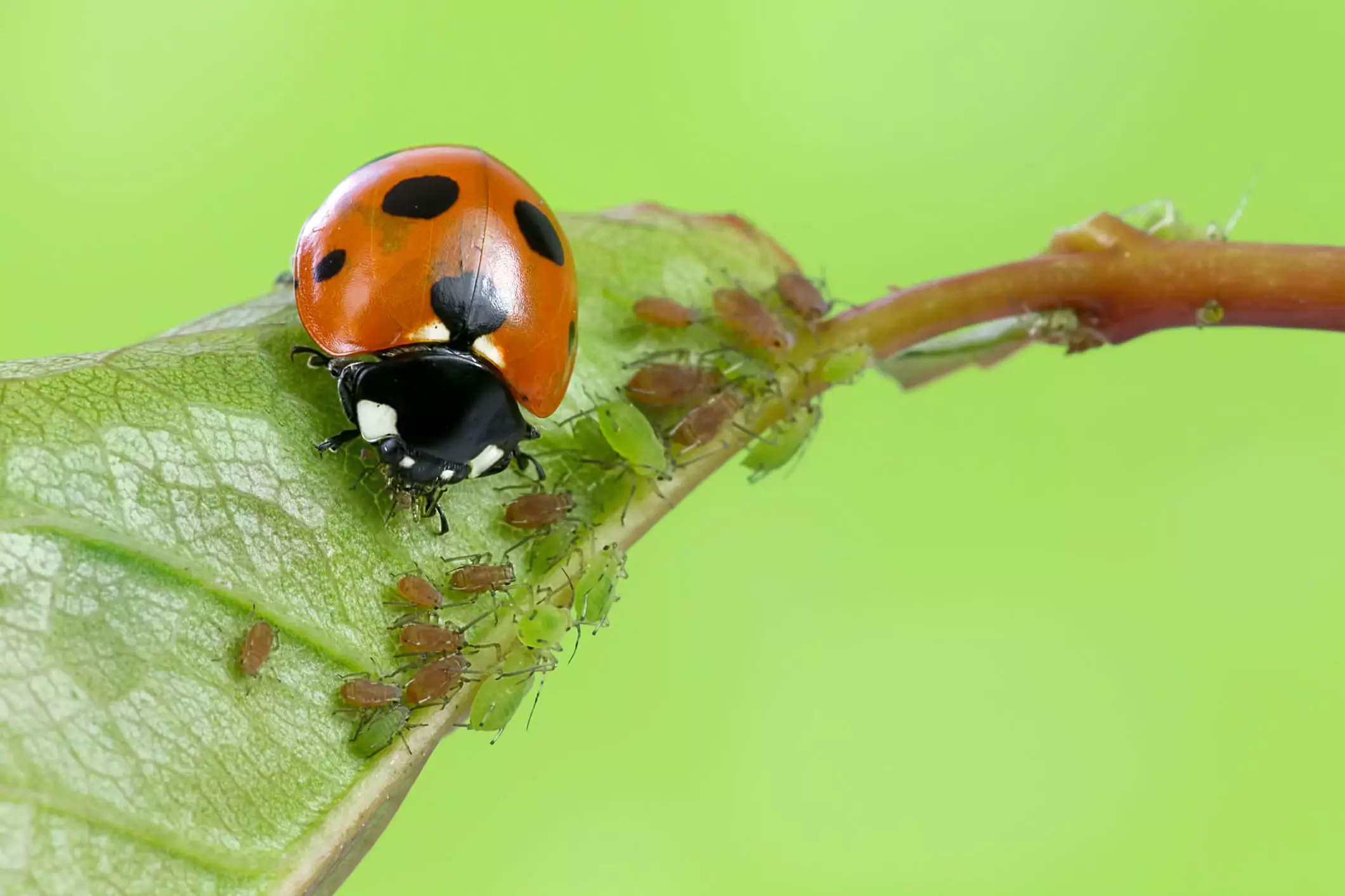 Wéi profitéiert Insekten an Äre Gaart unzezéien