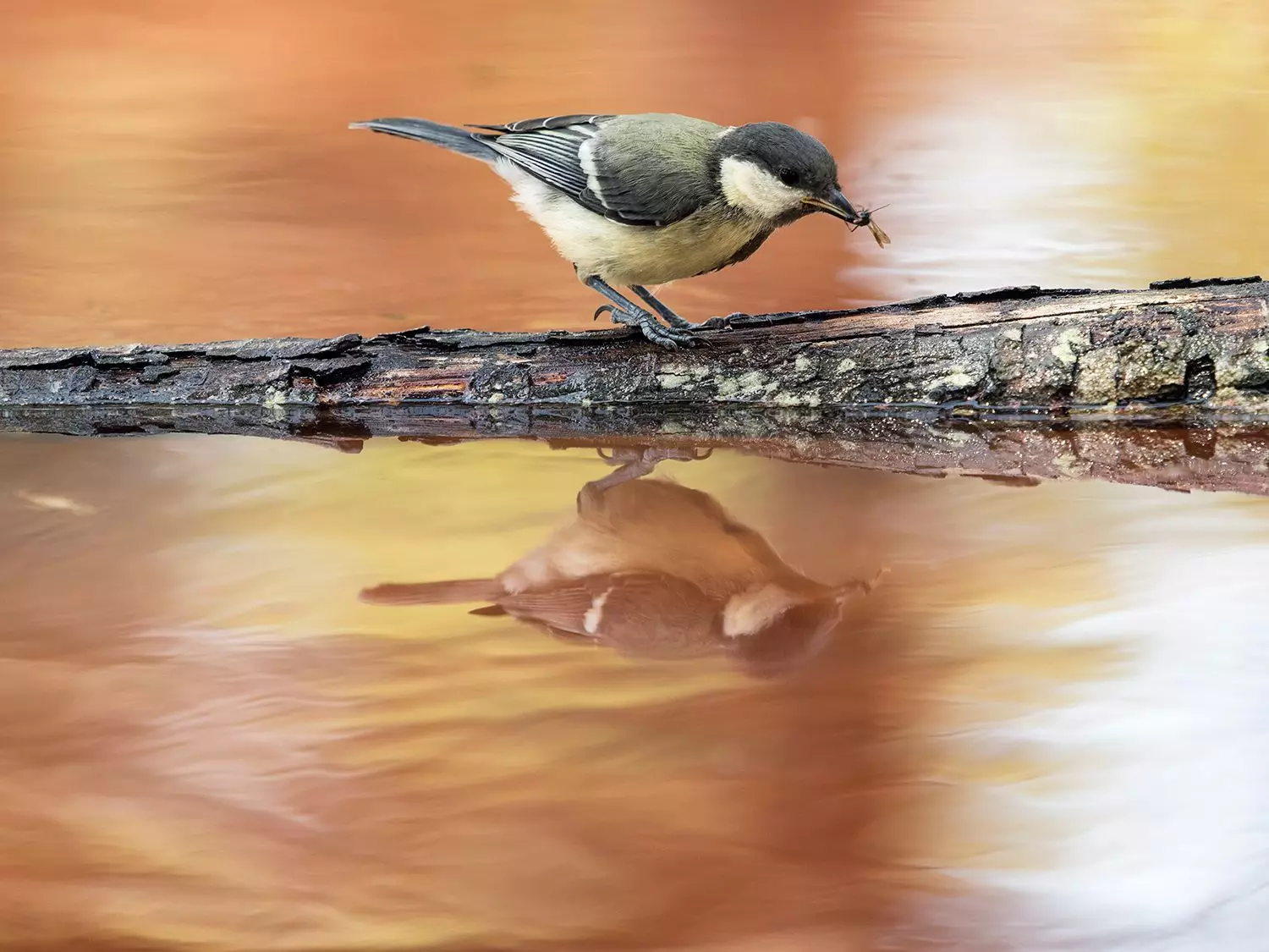 Controlul țânțarilor cu păsări și alți prădători naturali