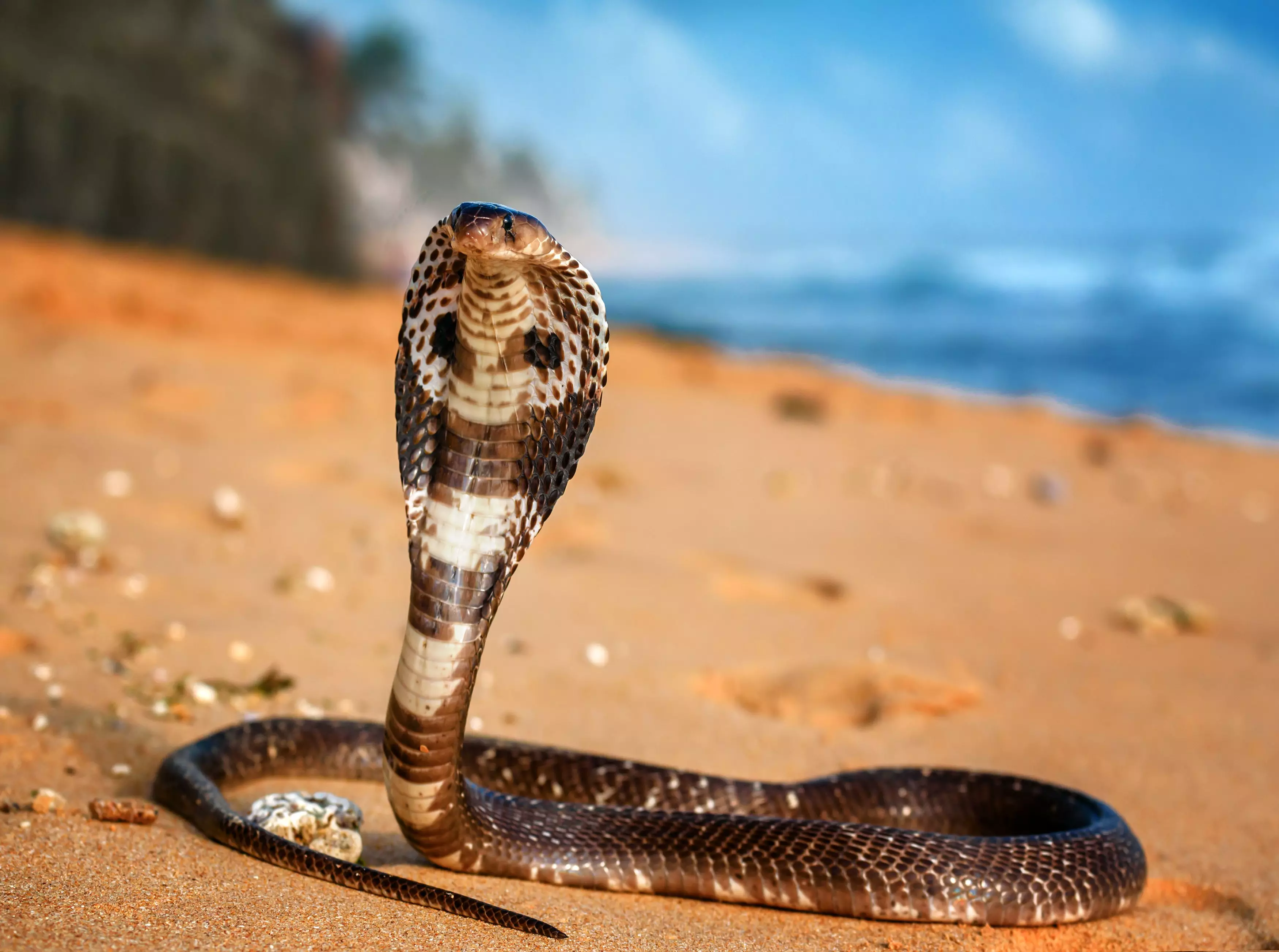 King Cobra Schlaang Fakten