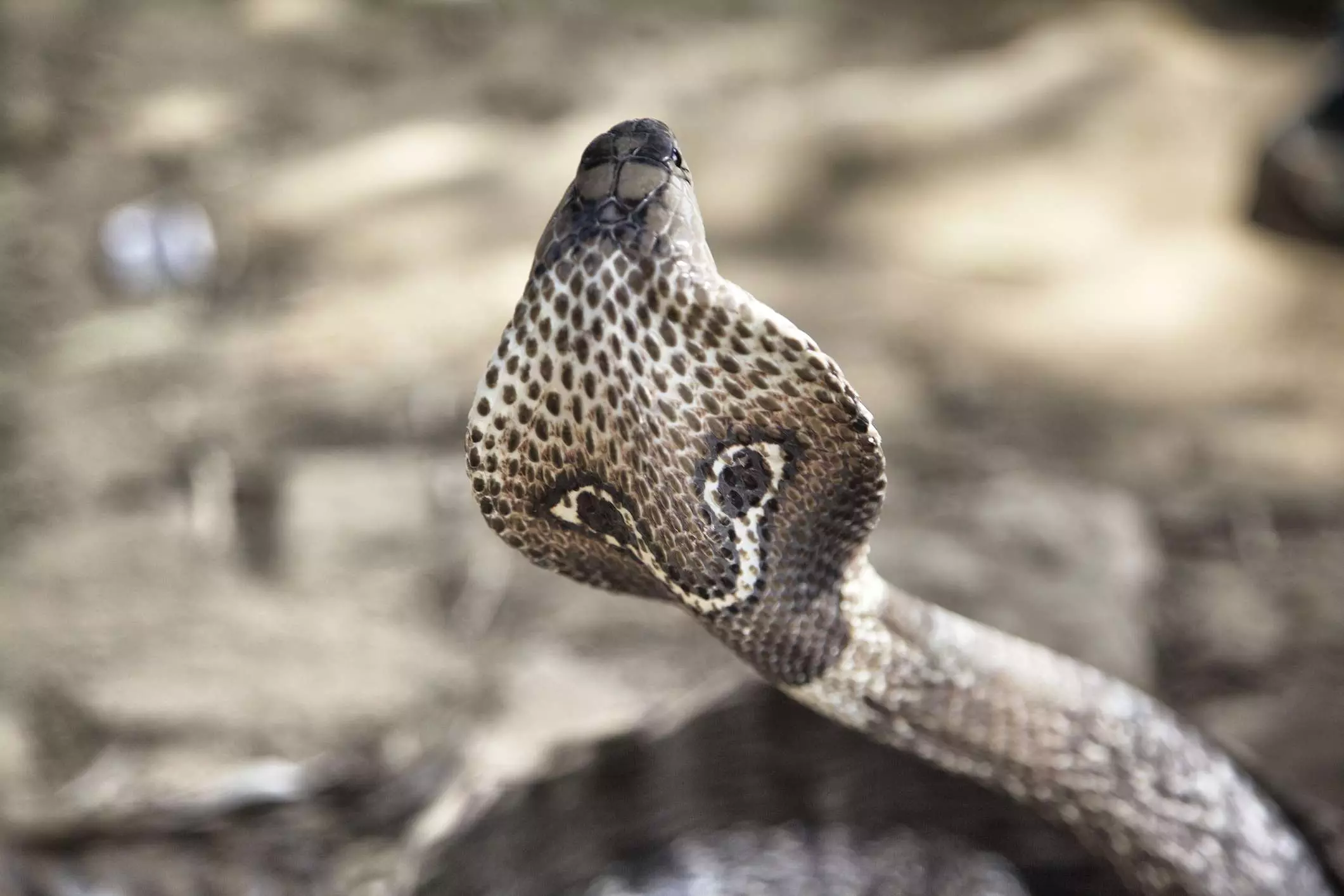 Gros plan sur le capot du cobra royal