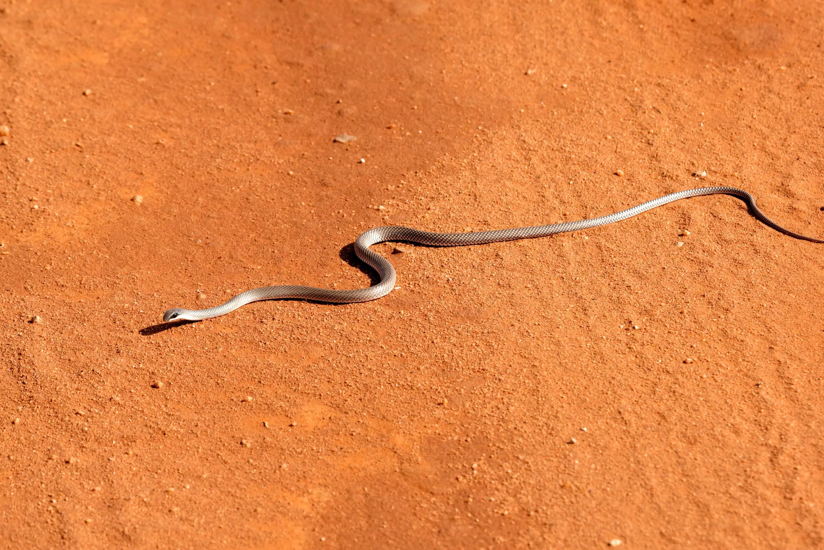 Black Mamba Snake Facts: Trennen Mythos Vun Realitéit