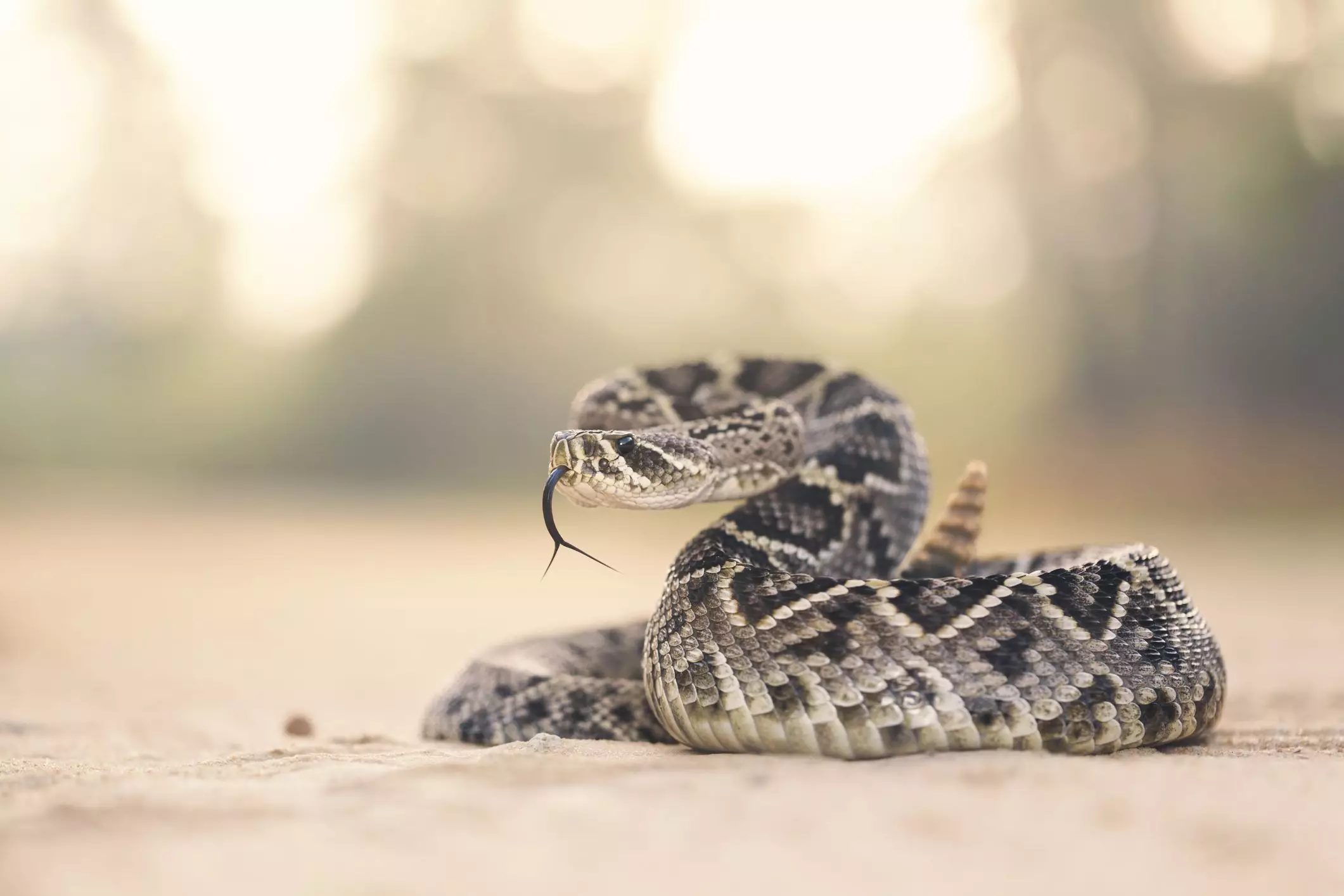 Eastern Diamondback Ratelslang Feiten