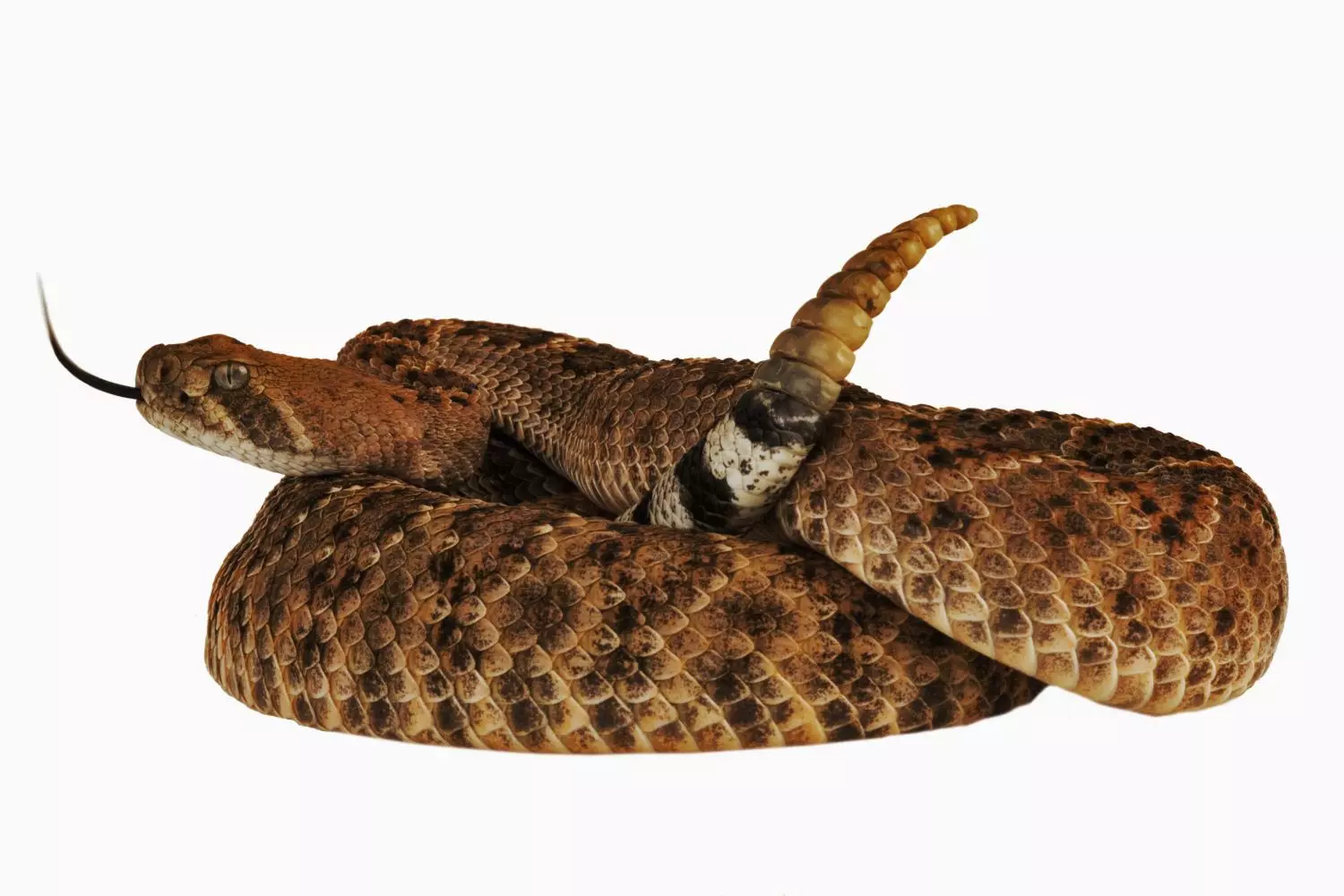 Rattlesnakes: Habitaten, Verhalen an Diät