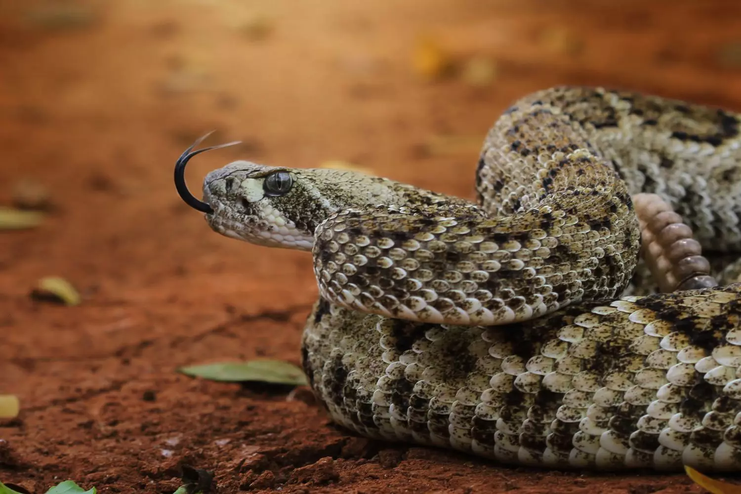 Der barê Vipers, Family Viperidae