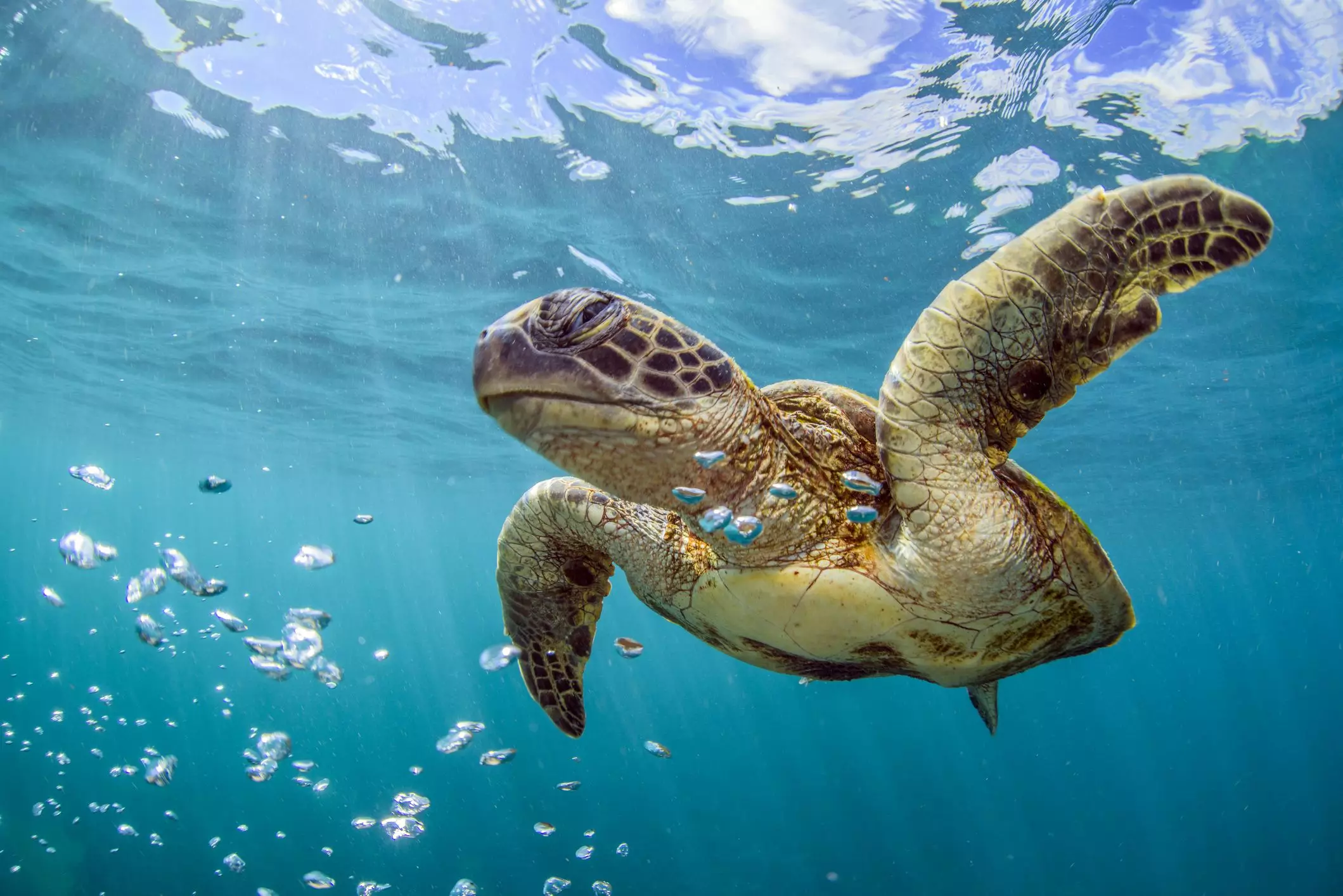 Faits sur les tortues de mer