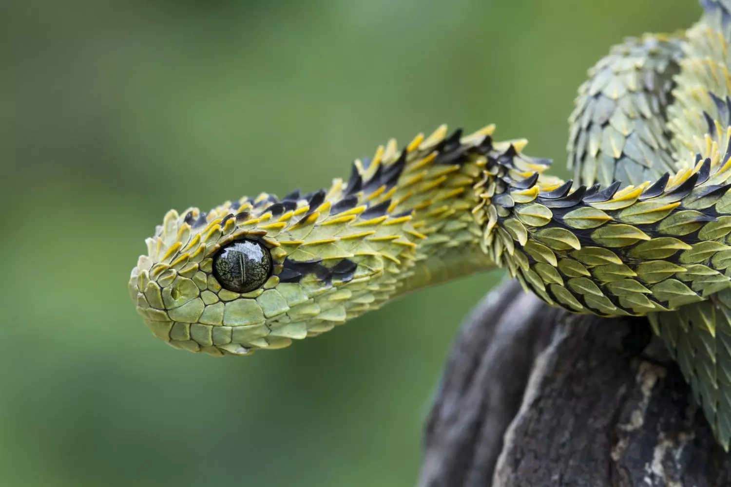 Spiny Bush Viper Chokwadi