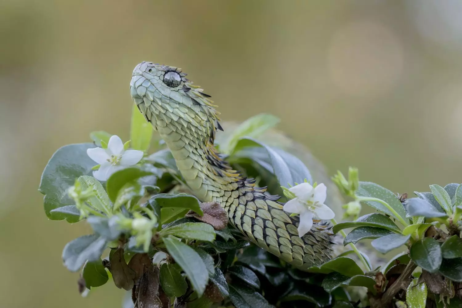 Serpe víbora arbustiva peluda