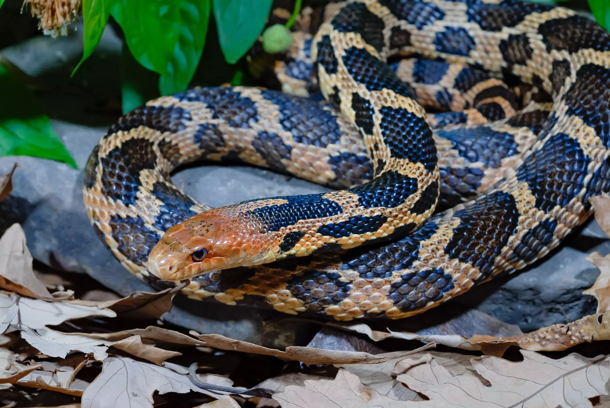 Fa'amatalaga Mata'ina Fox Snake