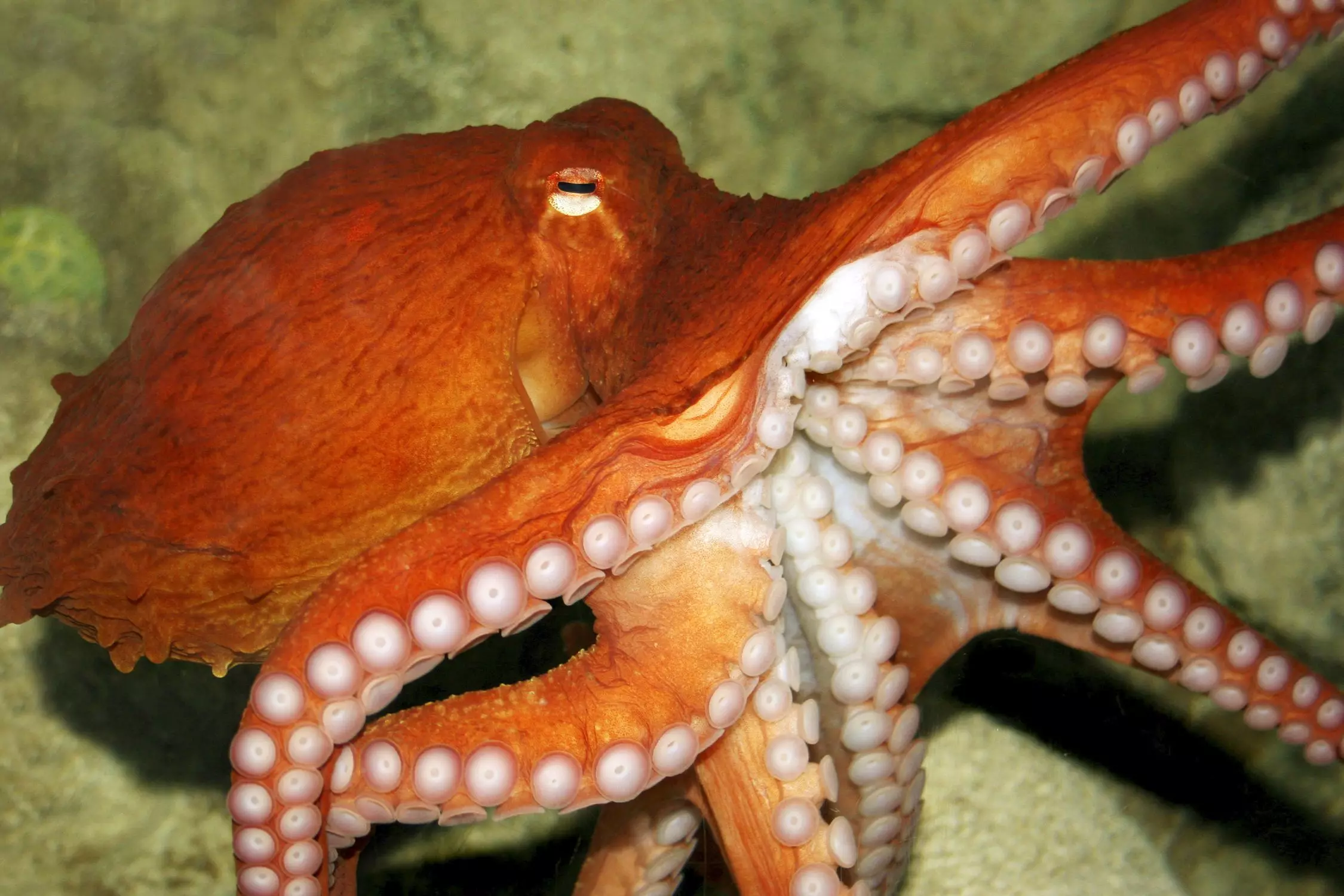 Rastiyên Octopus: Jîngeh, Tevger, Xwarin