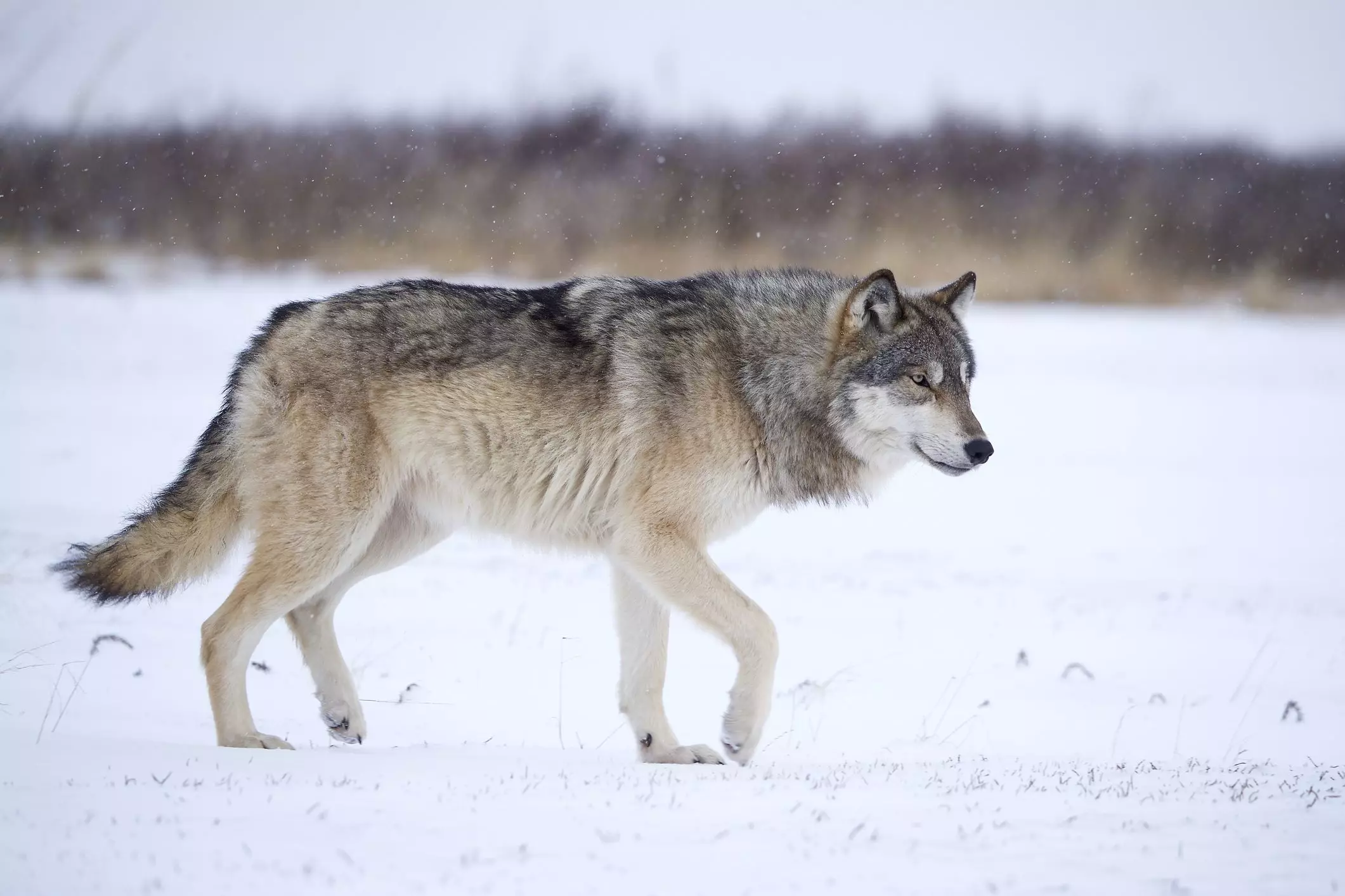 10 Mea Manaia e uiga i Carnivores