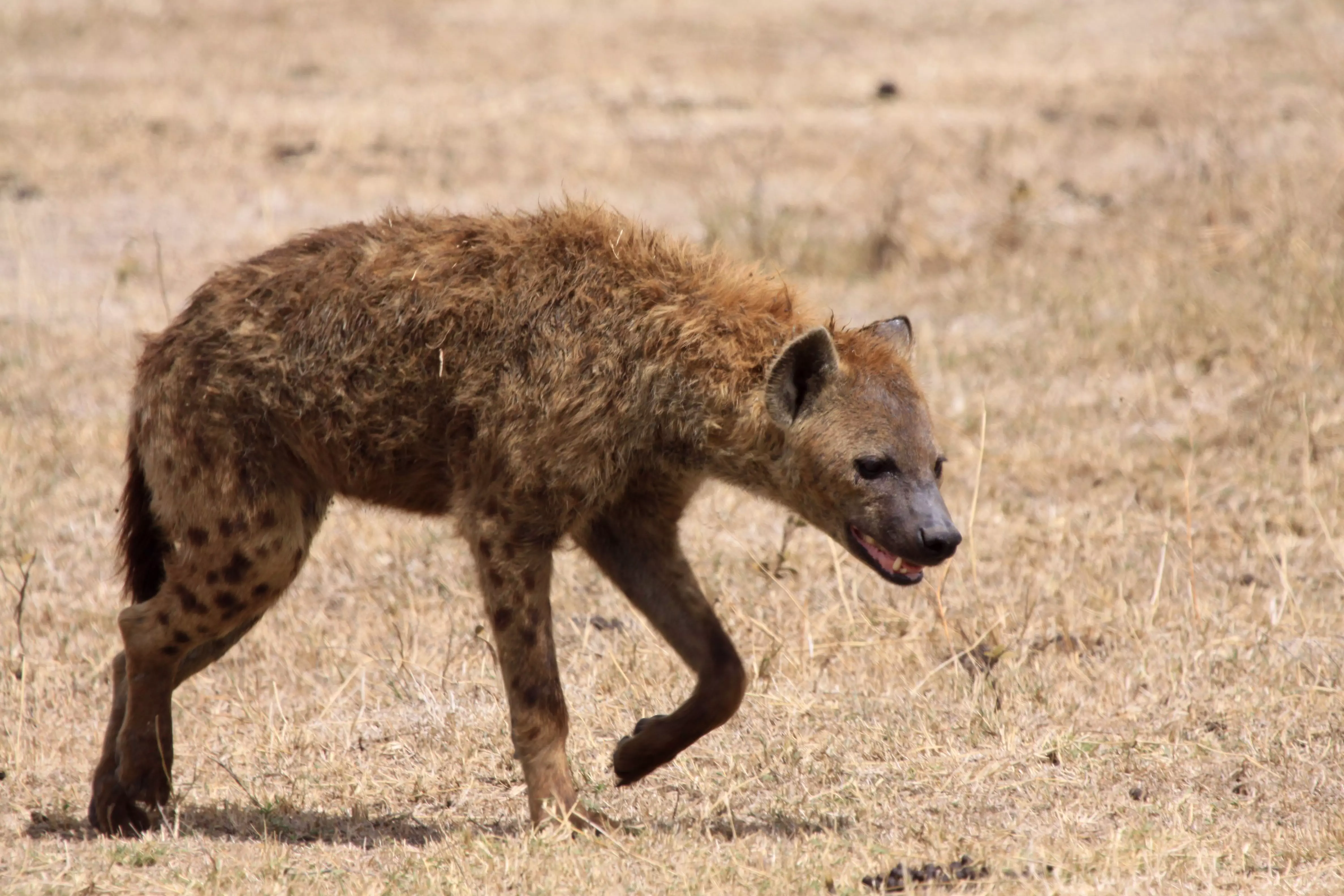 Seekor hyena berjalan