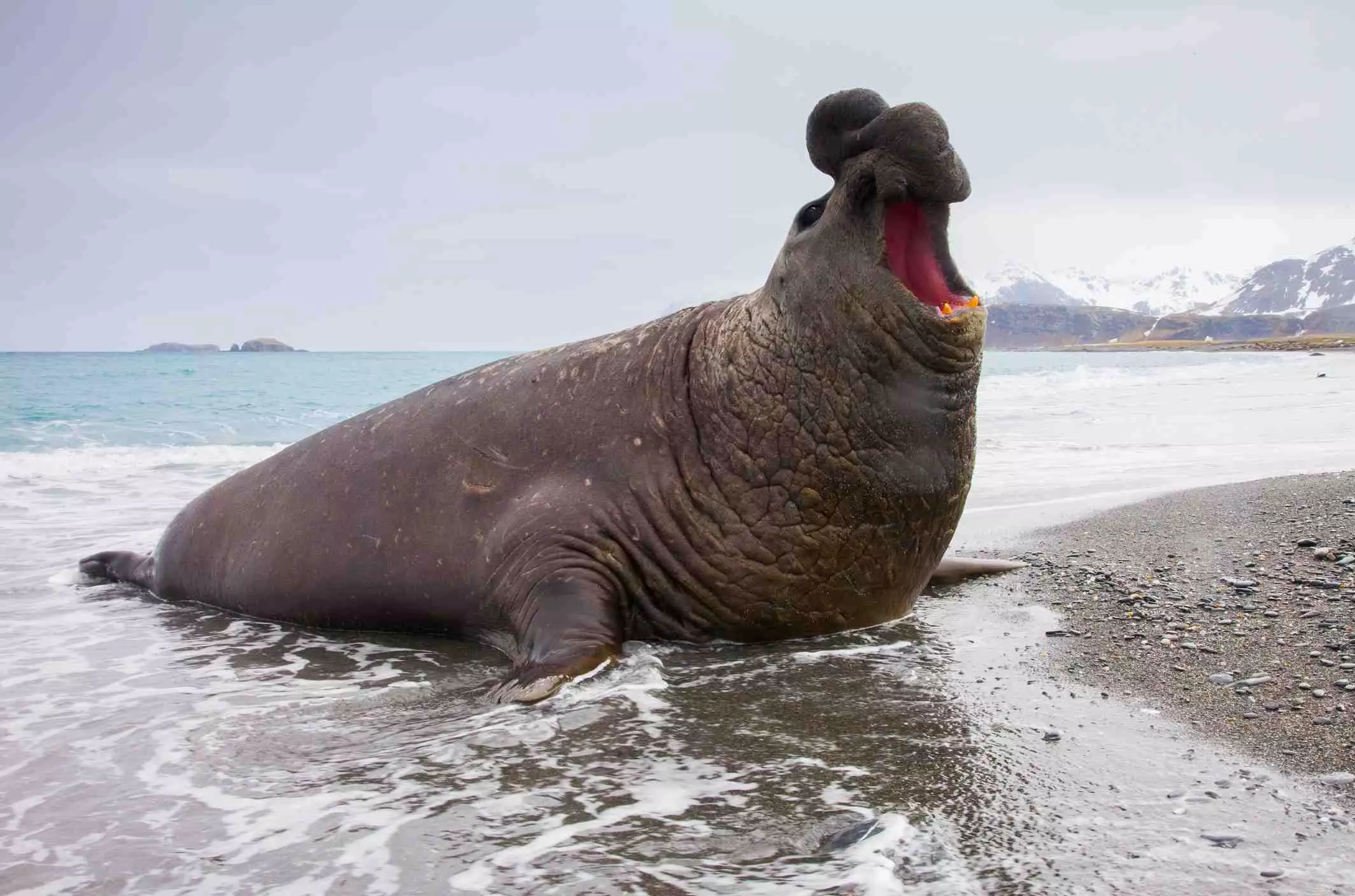 Anjing laut gajah selatan