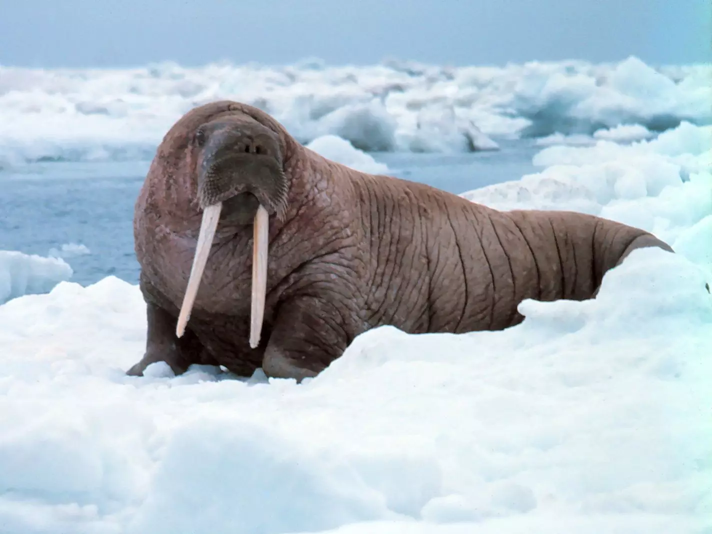 Walrus berbaring di atas es