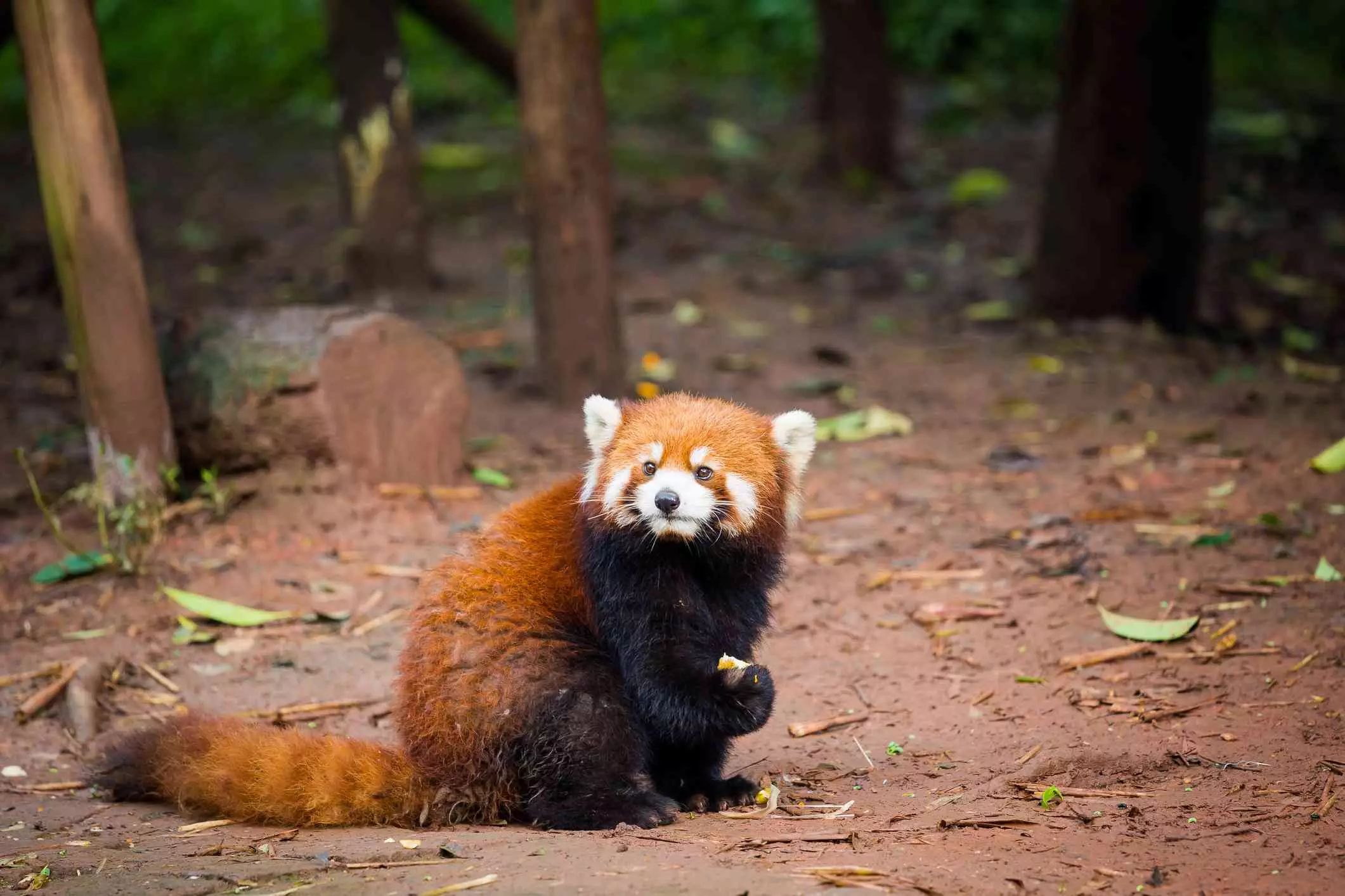 地面にレッサーパンダ