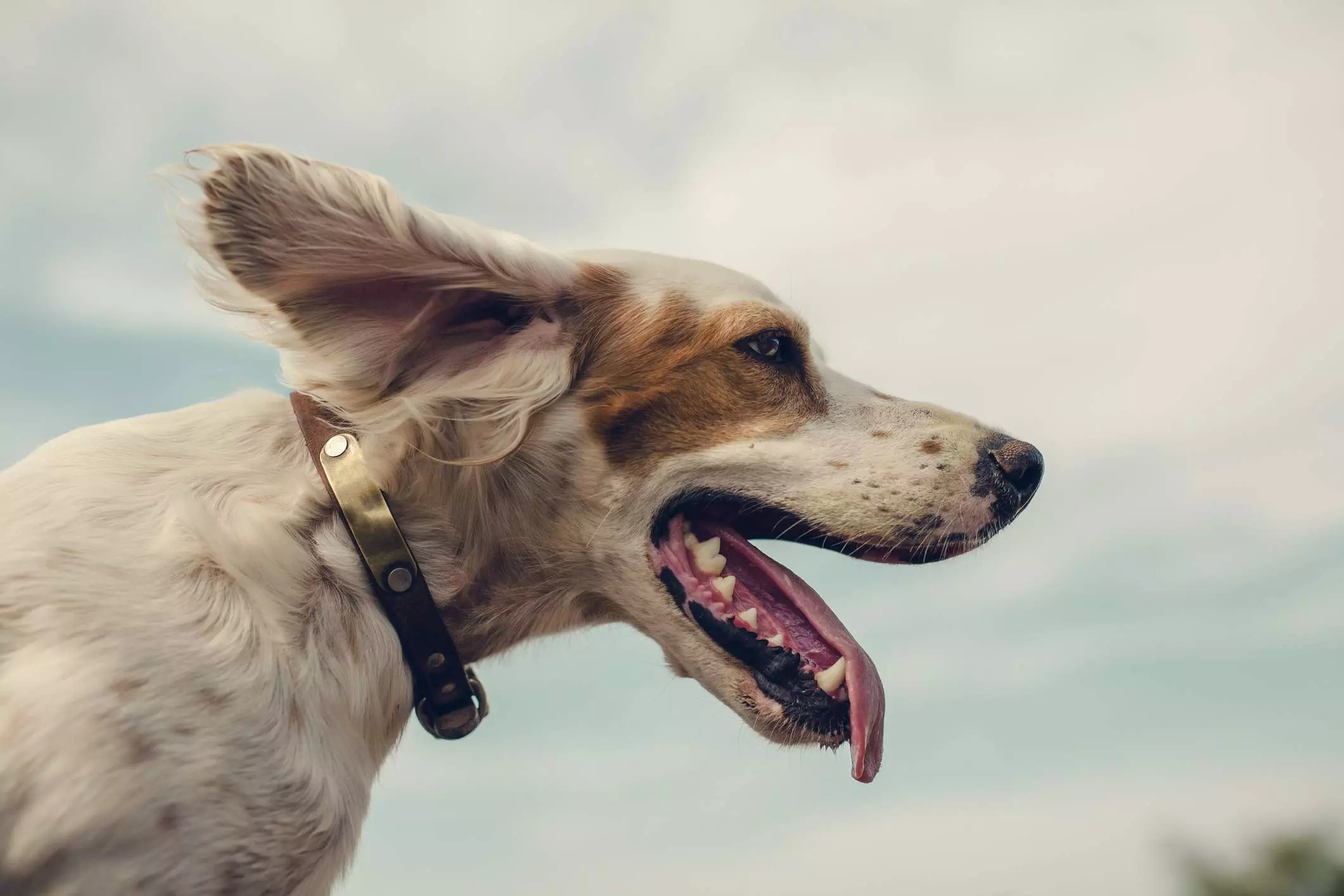 風を見ている犬