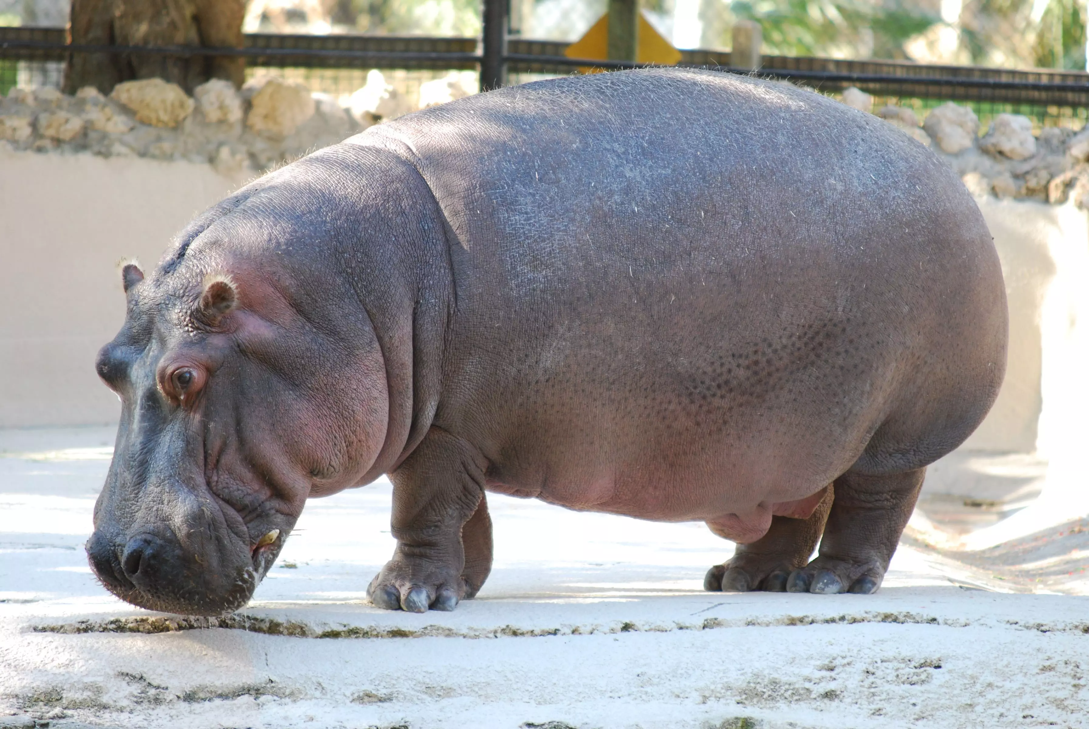 動物園のカバ