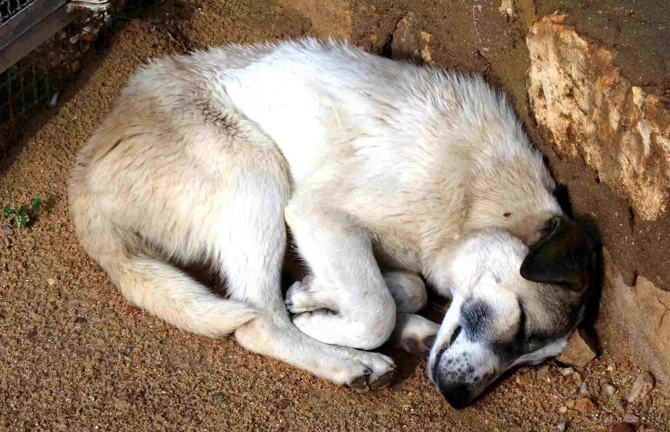 地面で寝ている犬