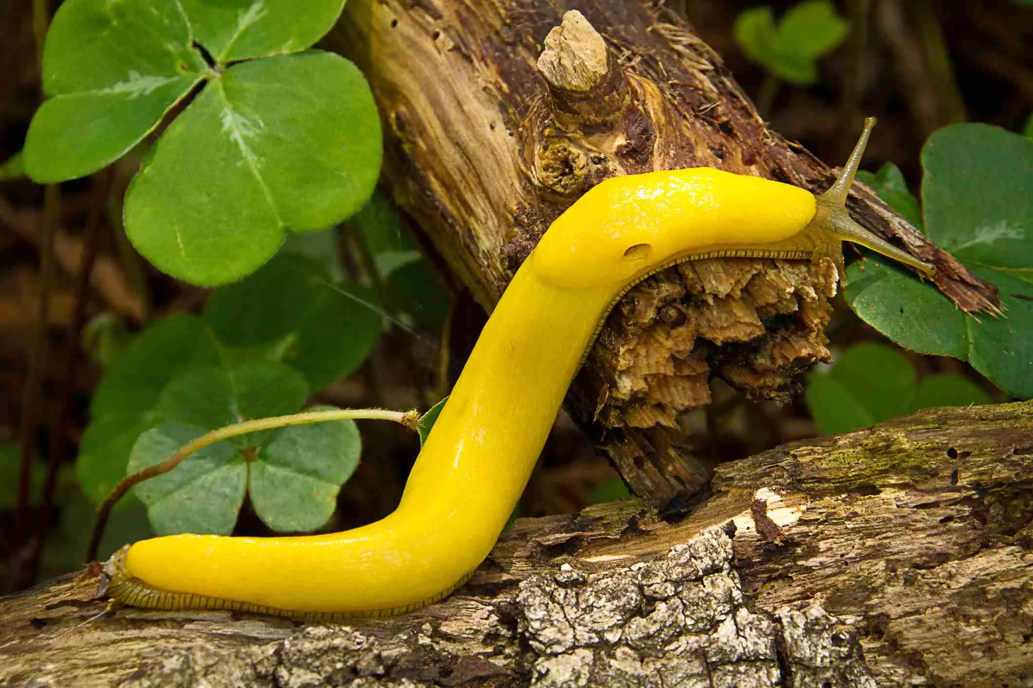 Skærgulur bananasnigl