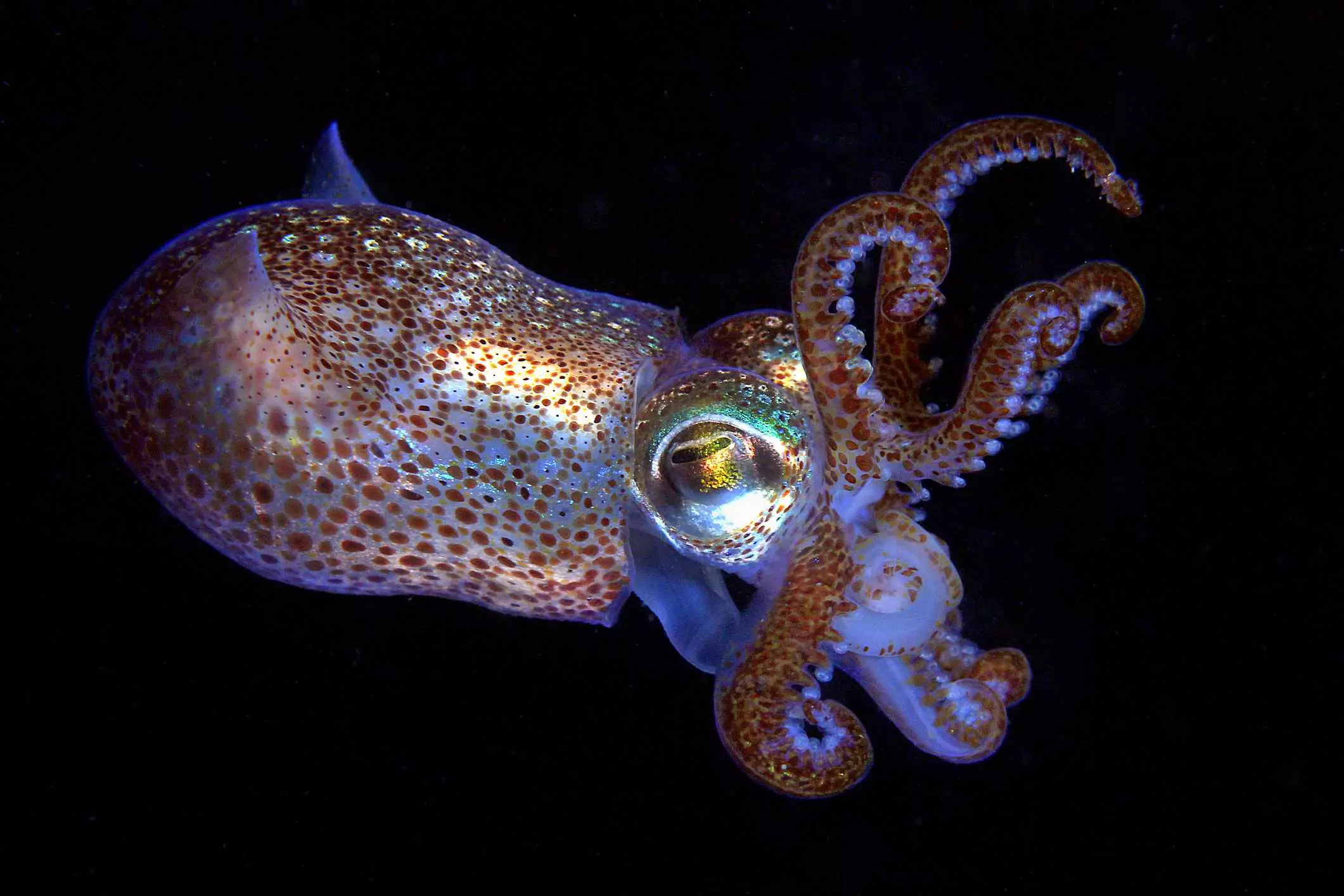 Bobtail squid