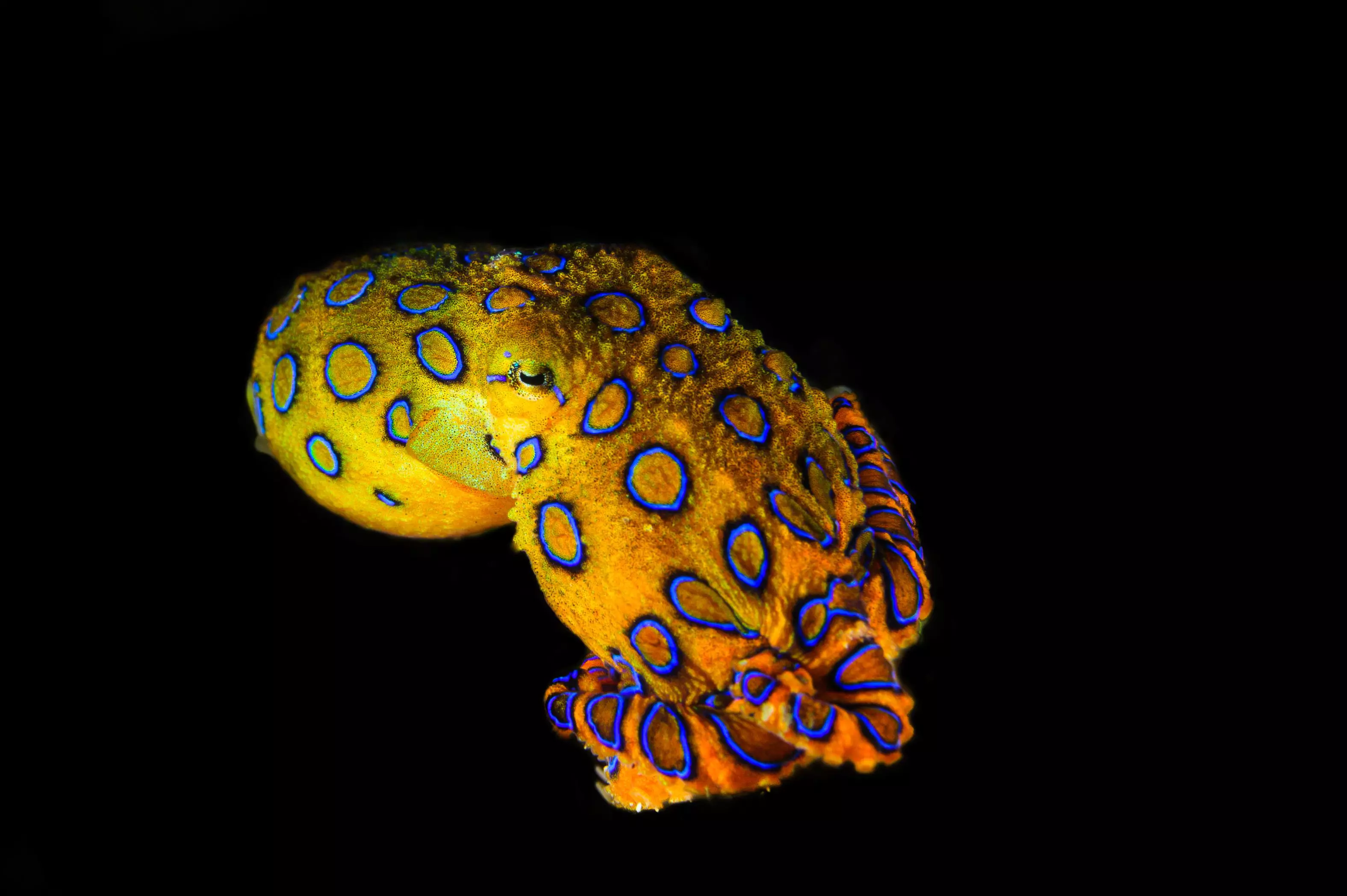 Blue-Ringed Octopus Chokwadi