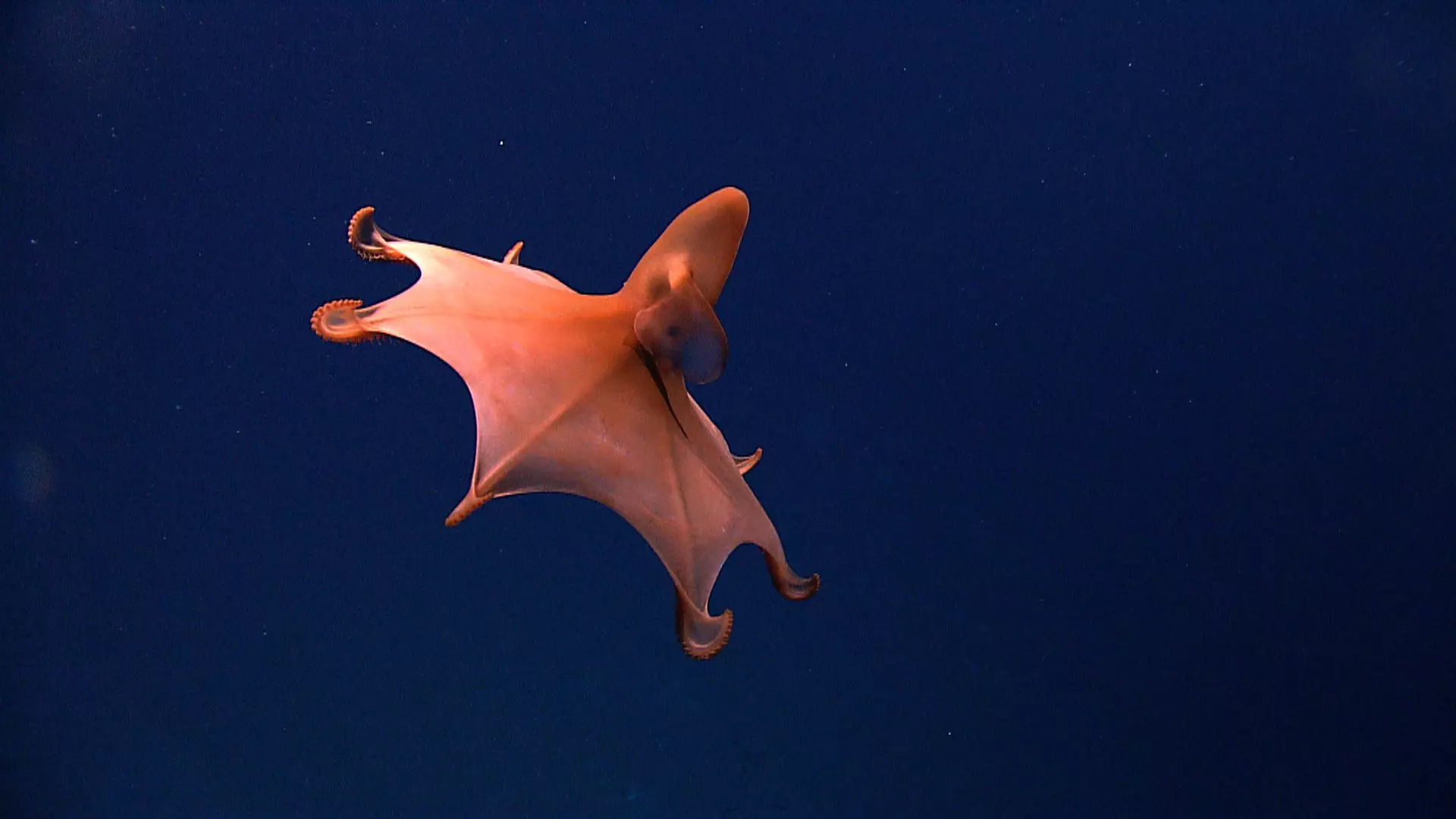 ພົບກັບ Vampire Squid ຈາກ Hell