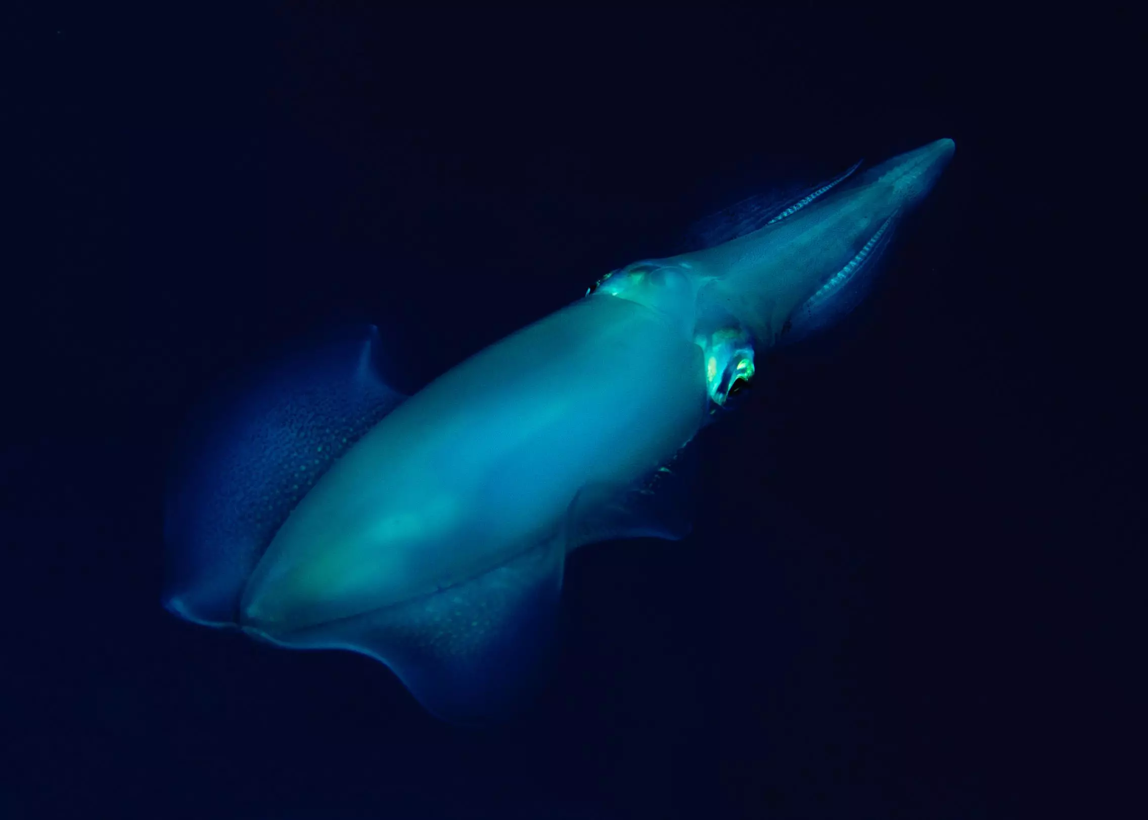 Paljudel kalmaariliikidel, nagu sellel suuruimkalmaaril, on valgust andvad fotofoorid.