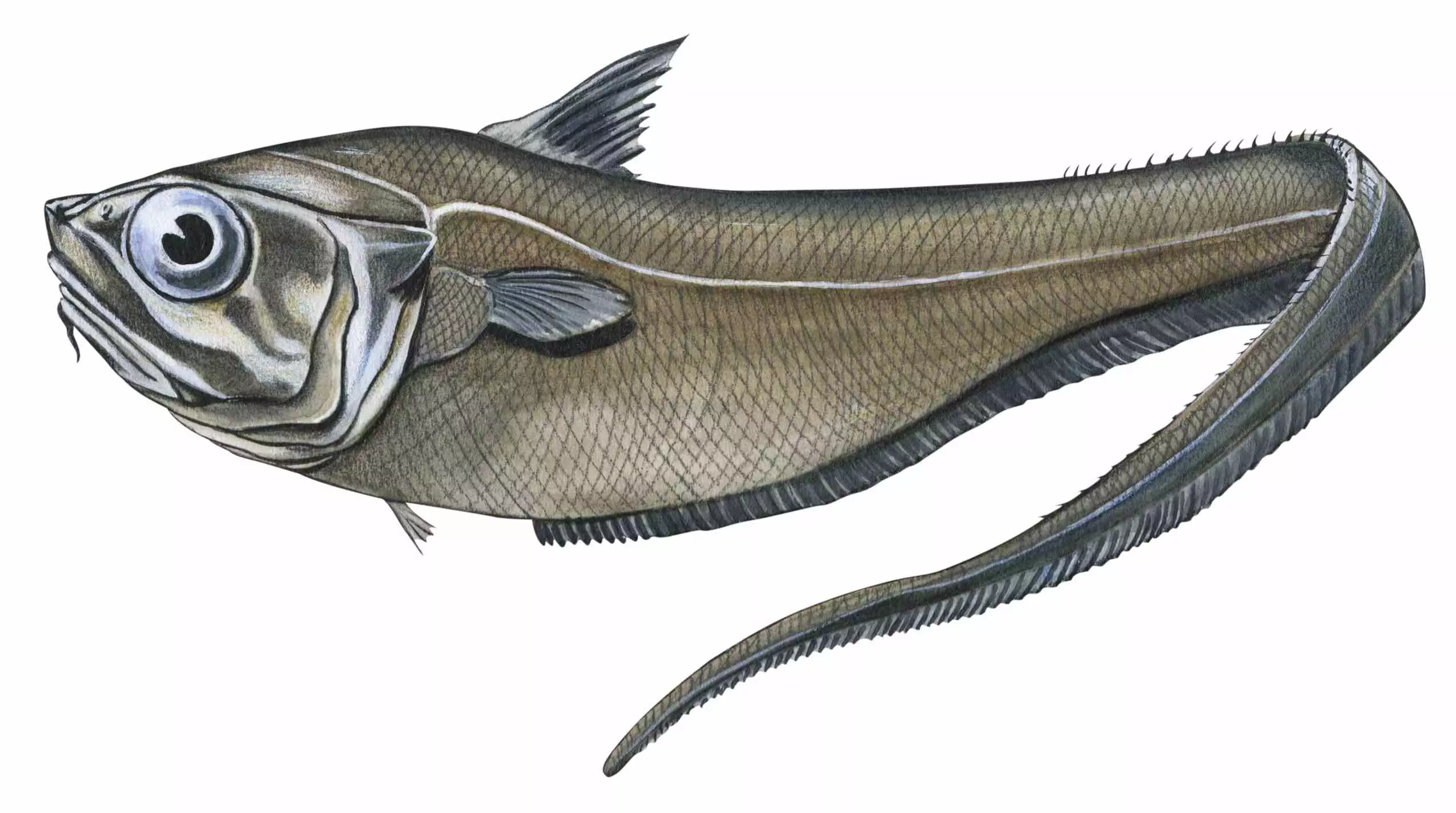 Le grenadier est un type de poisson qui mange du calmar vampire.