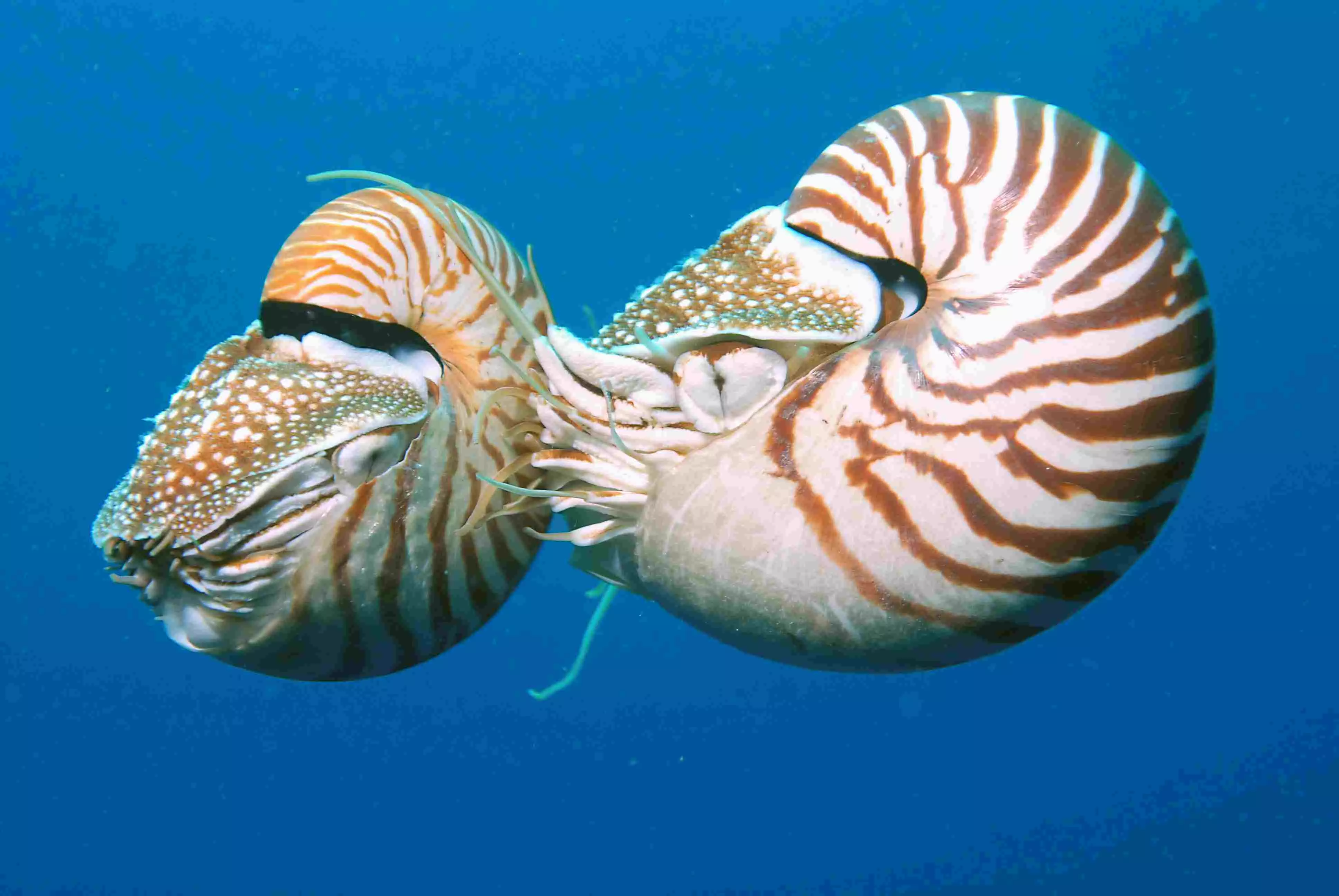 Két nautilus