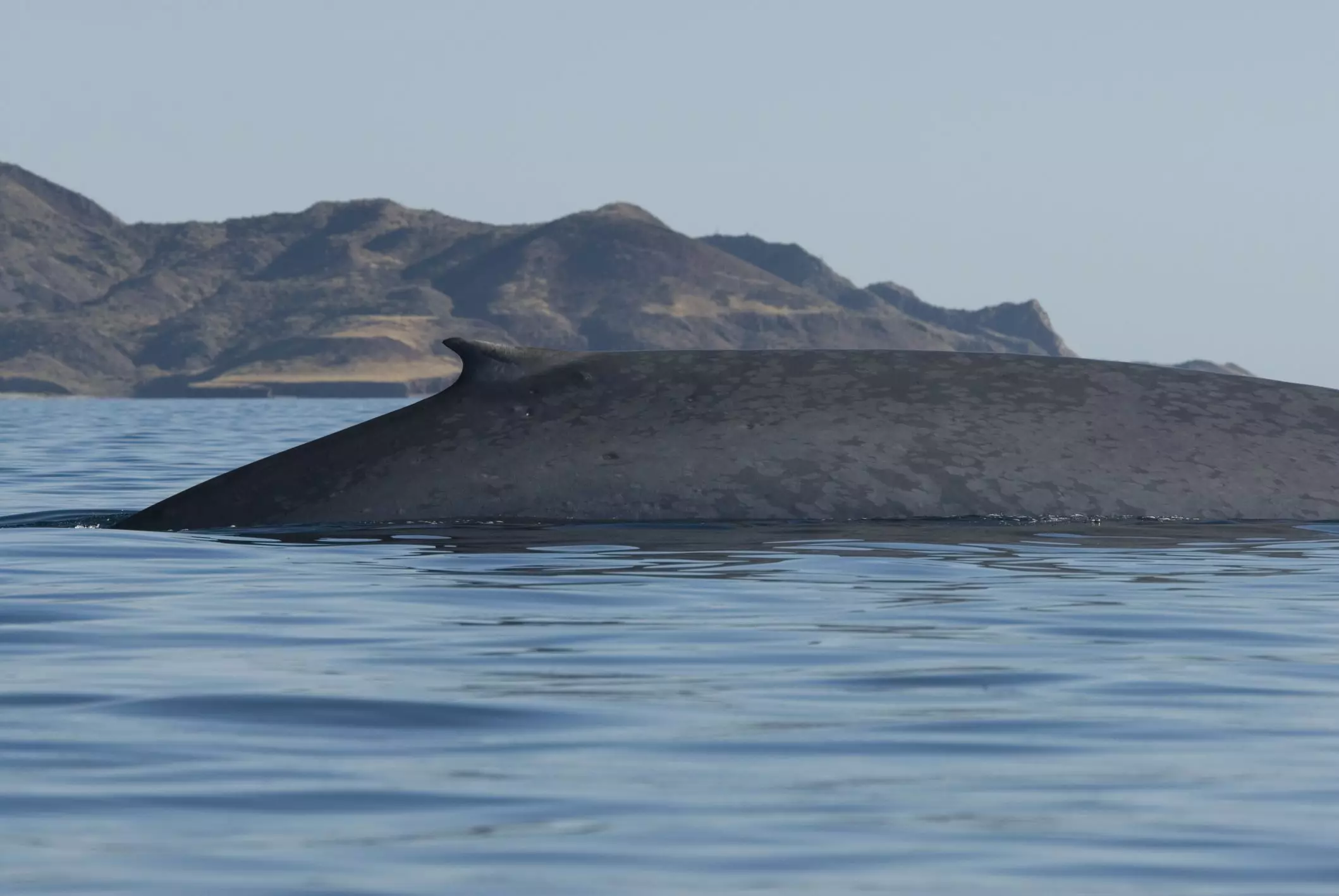 Esplora le più grandi creature marine