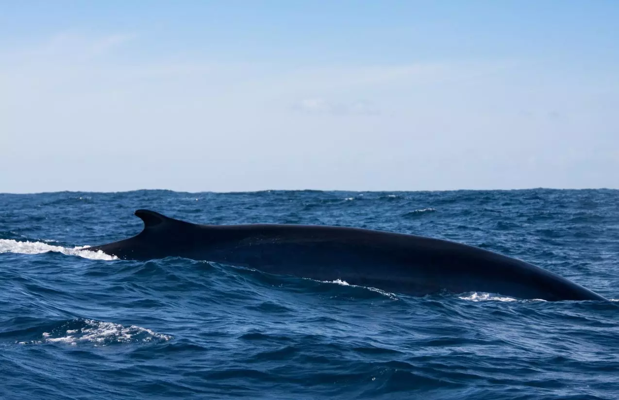 yüzgeç balina