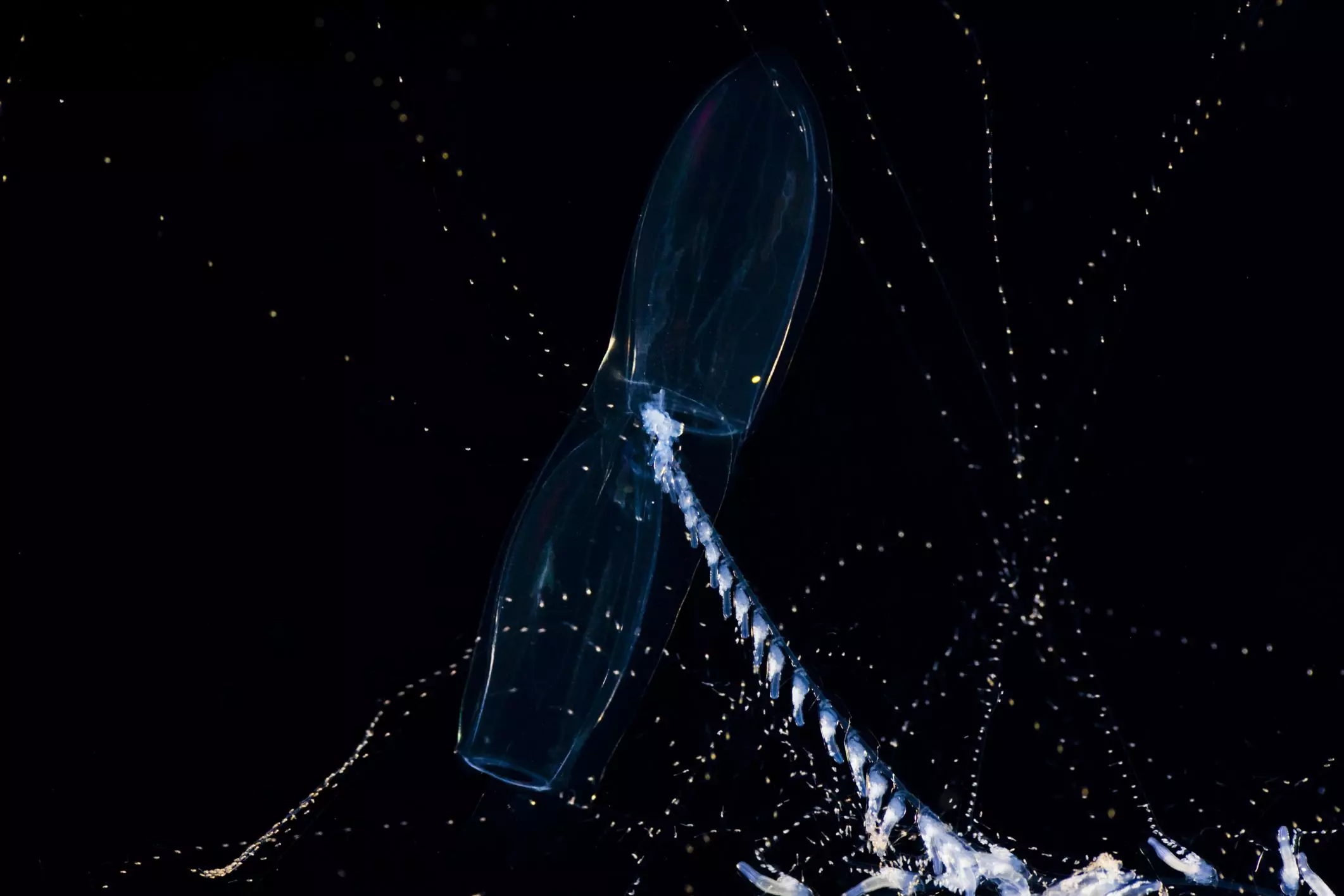 Giant Siphonophore