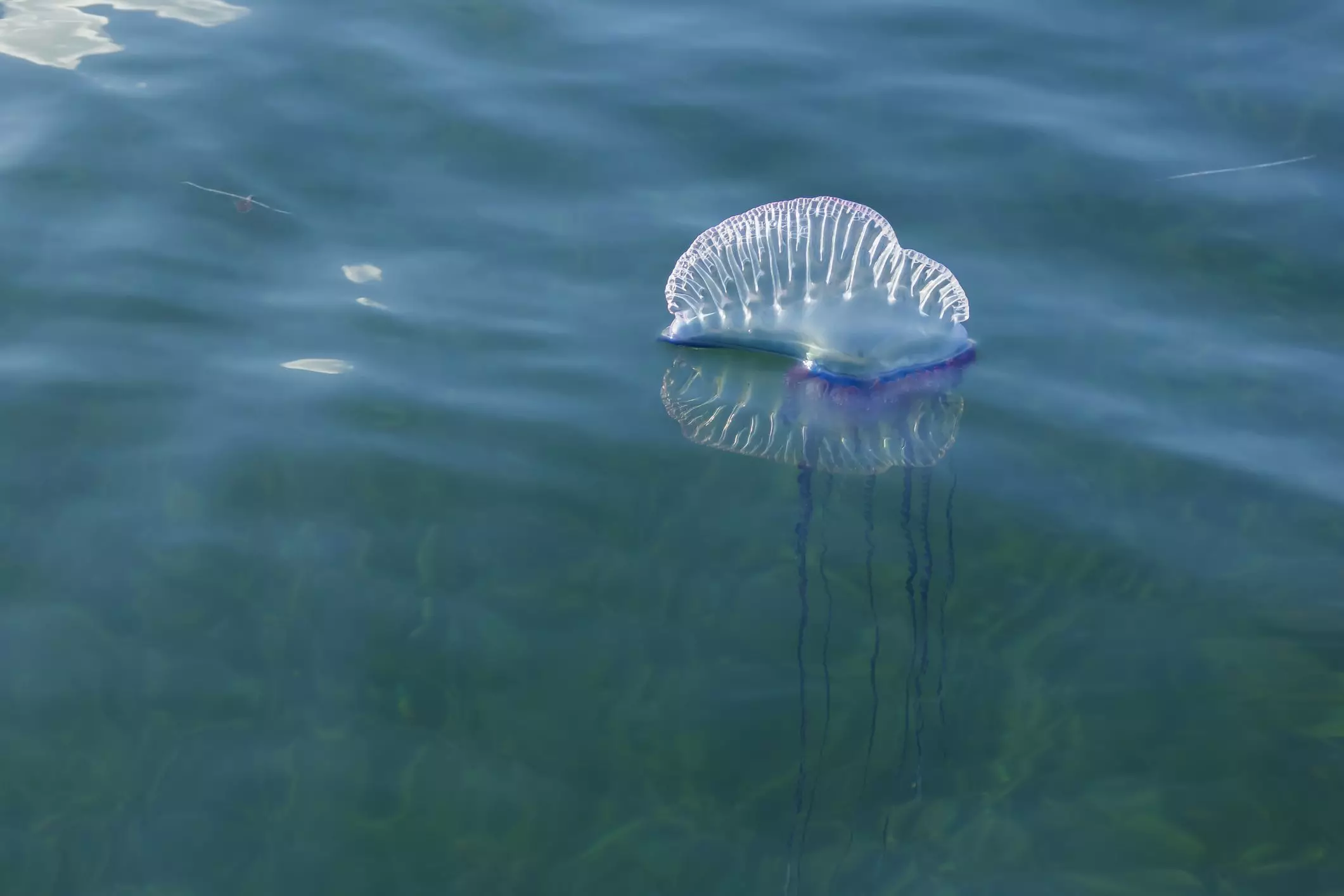 Portugese man-van-oorlog feite (Physalia physalis)