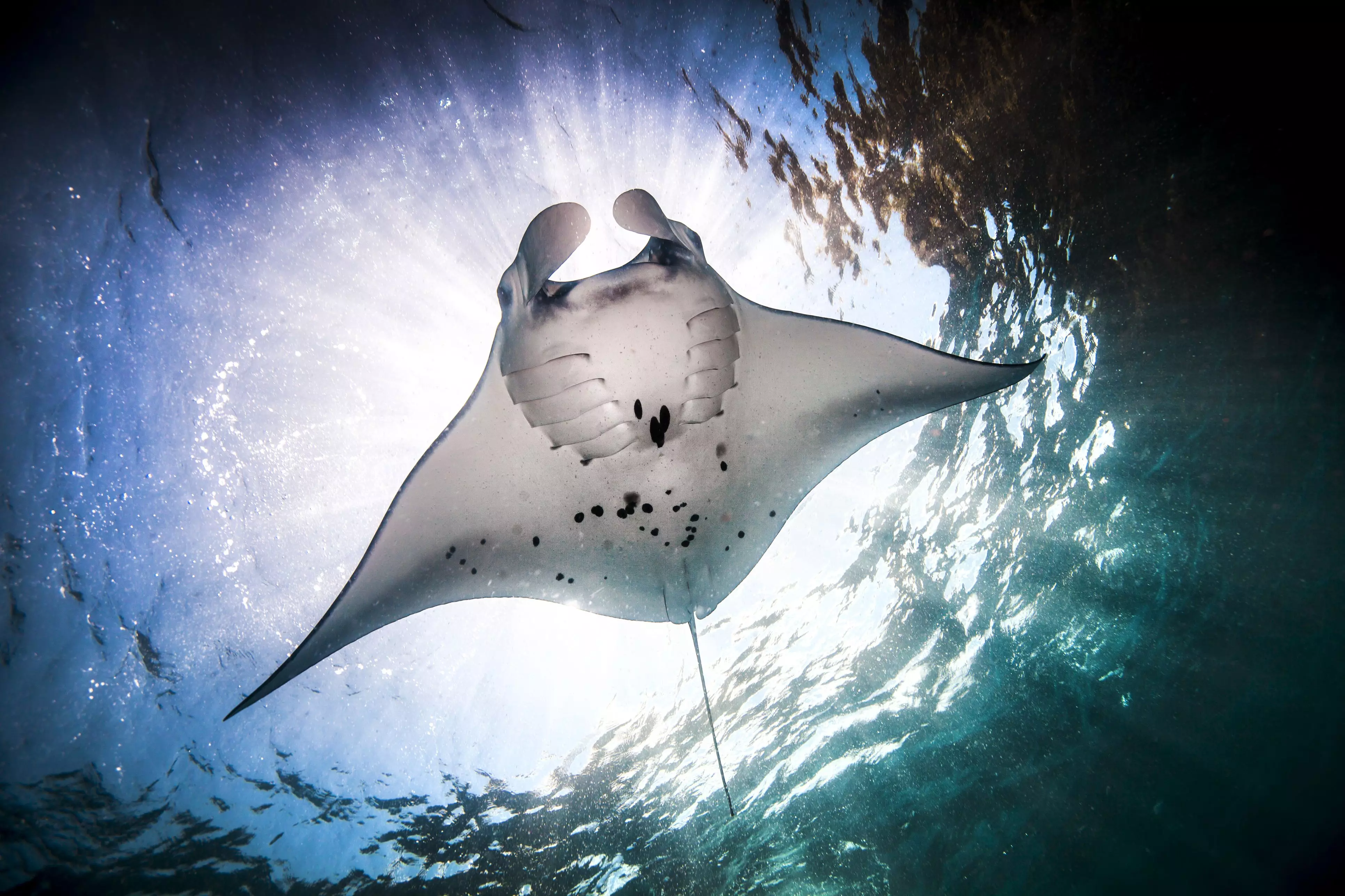 Ontdek ongelooflike Manta Ray-feite