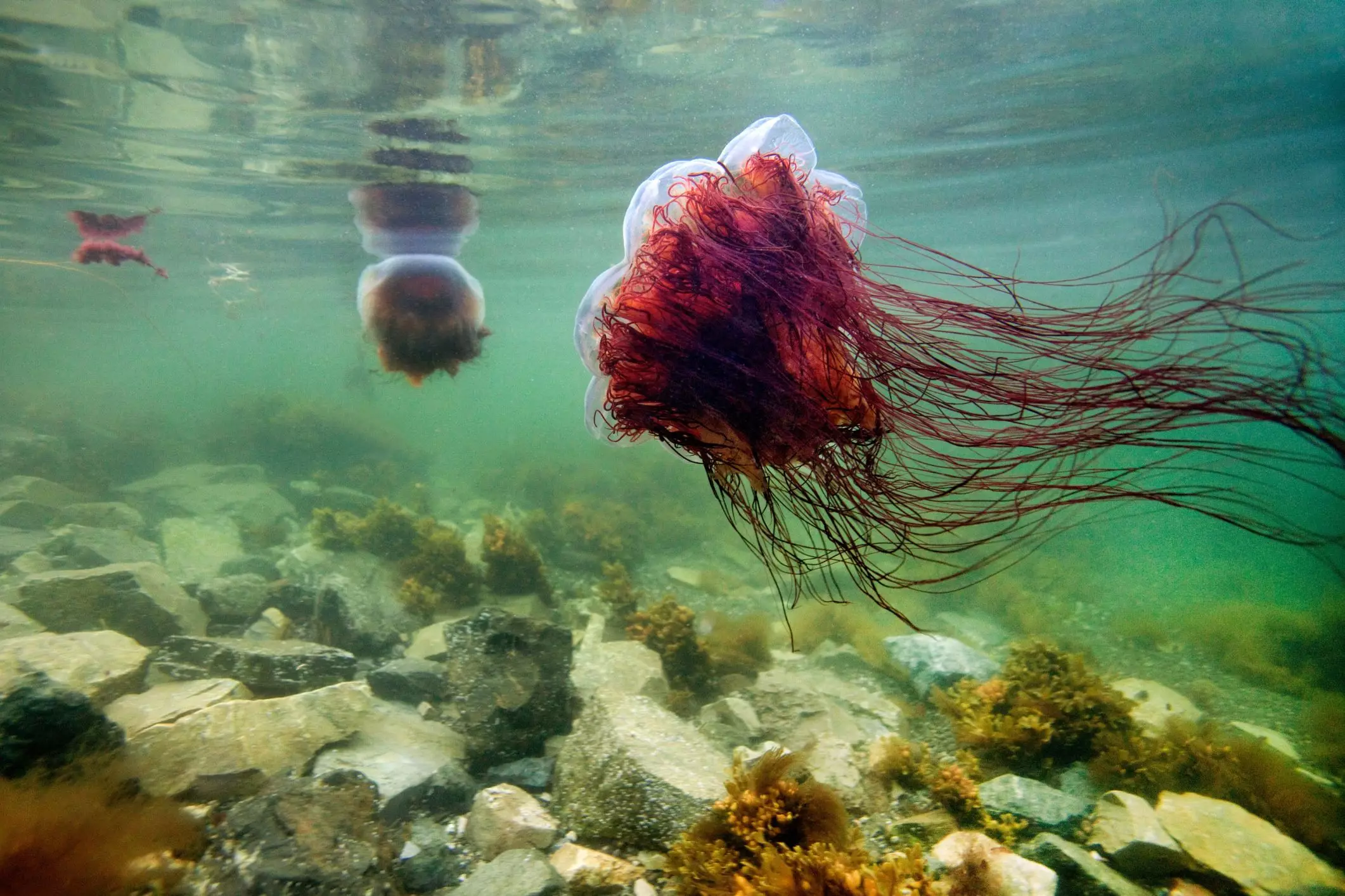 Fatti sulla medusa criniera di leone