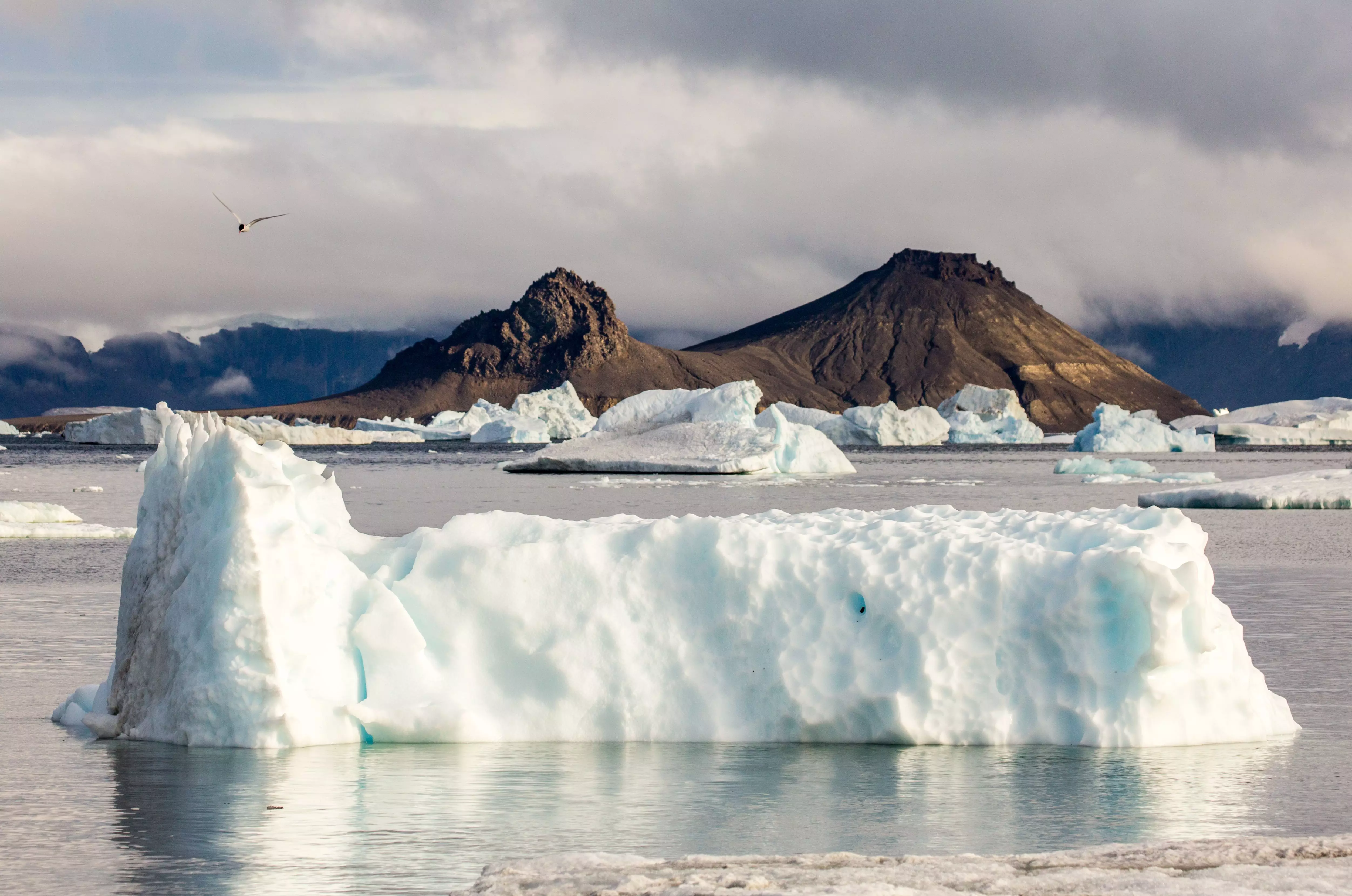 Il calamaro colossale vive nelle acque ghiacciate dell'Oceano Antartico intorno all'Antartide.