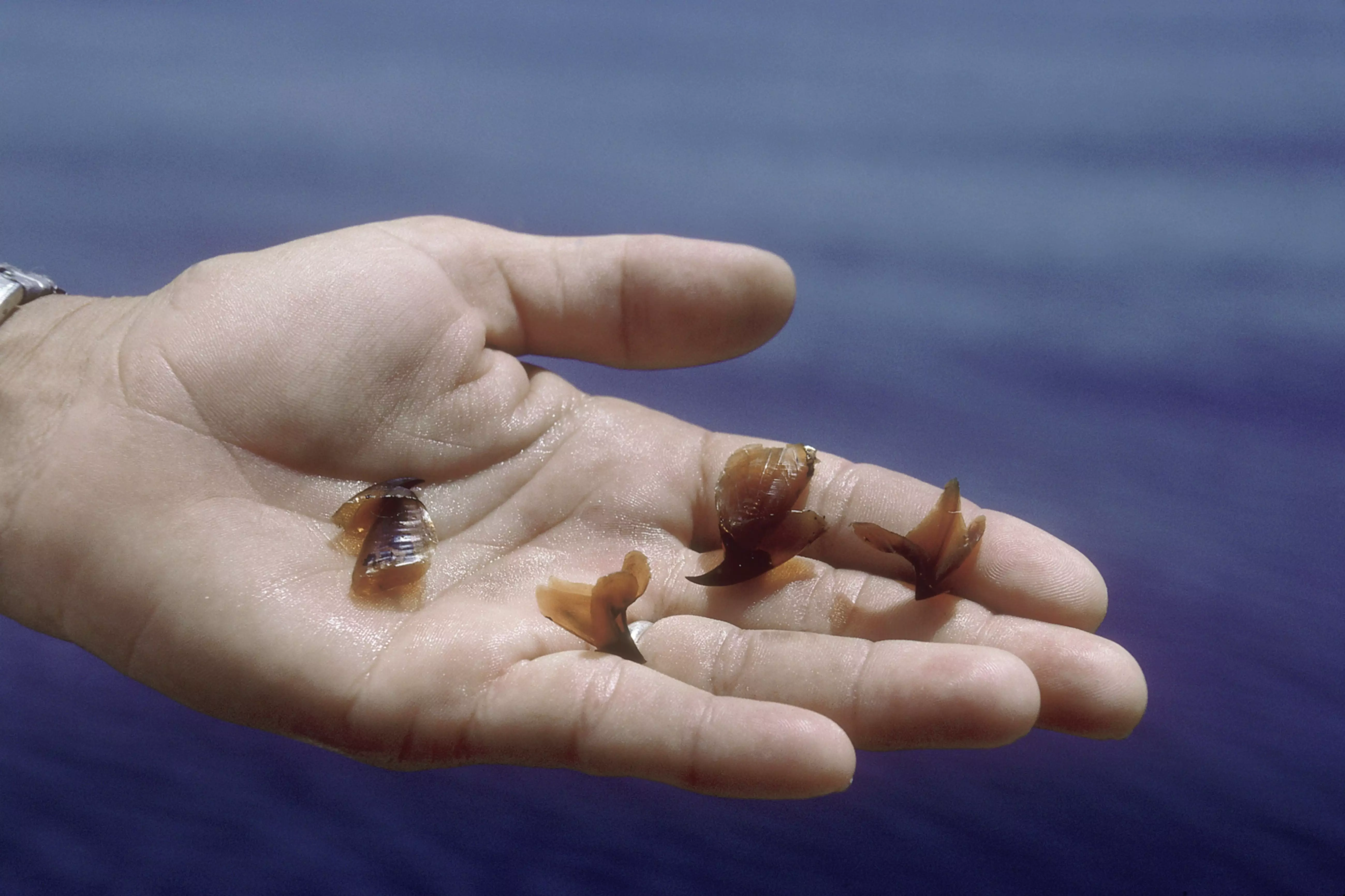 I becchi dei calamari recuperati dai predatori indicano le loro dimensioni e forniscono indizi sulle abitudini dei calamari.