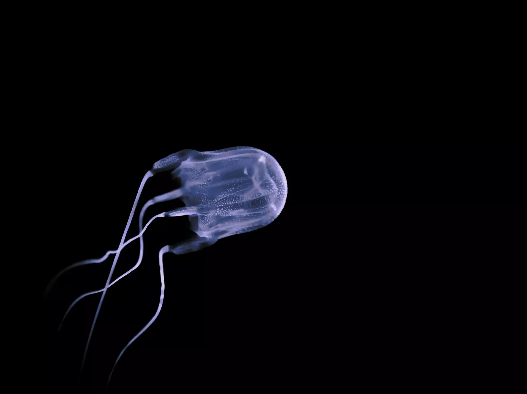 Box Jellyfish အချက်အလက်များ (Cubozoa)