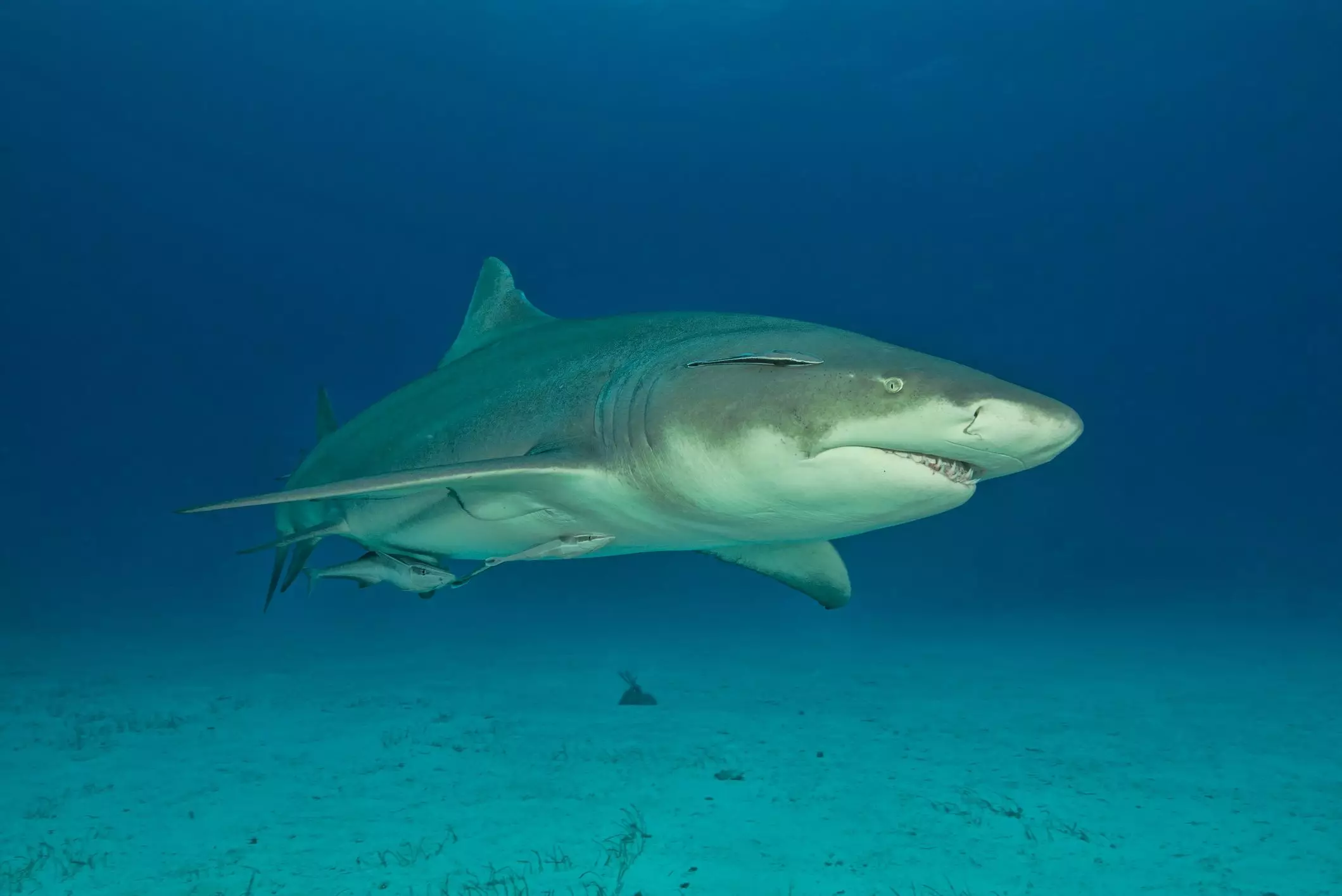 Lemon Shark Facts- ဖော်ပြချက်၊ အပြုအမူ၊ ထိန်းသိမ်းရေး