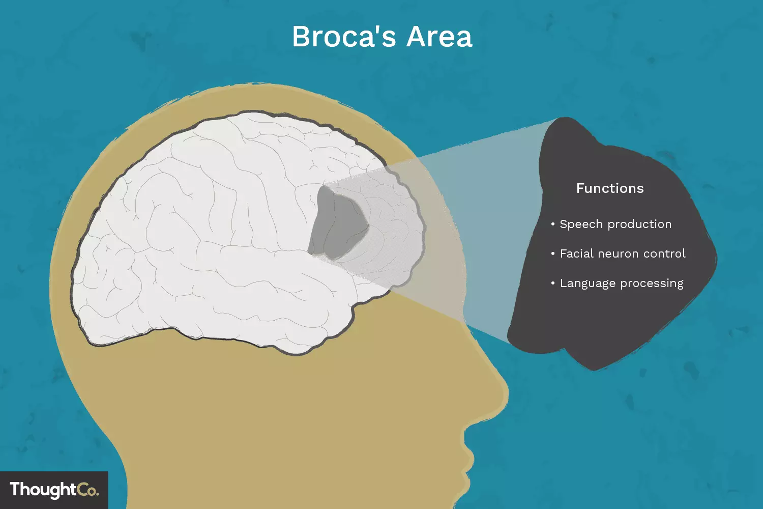 Brocova oblast v mozkové kůře