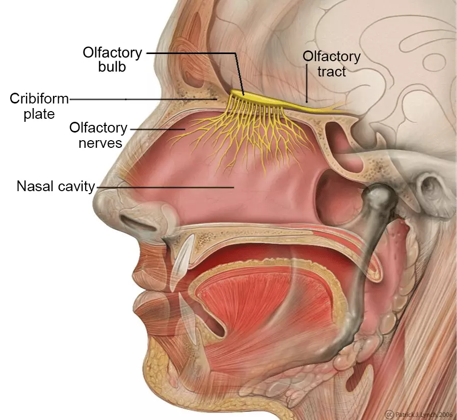 Digitale illustrasie wat die menslike reukstelselanatomie vertoon.