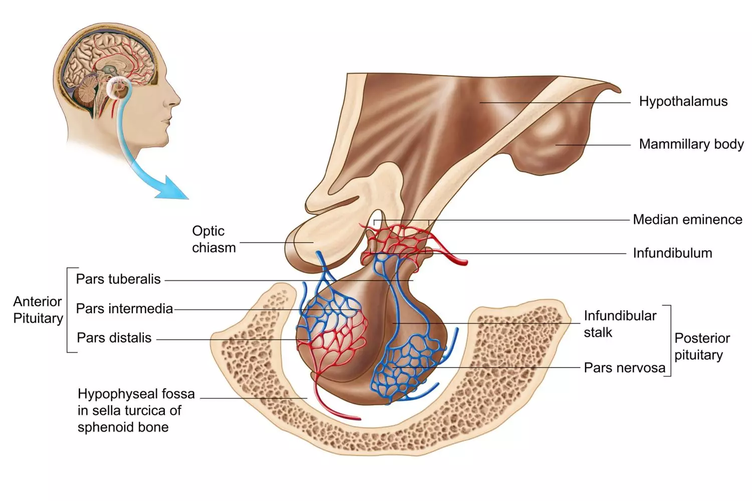 Ny fihanaky ny pituitary - Fampandehanana sy famokarana hormonina