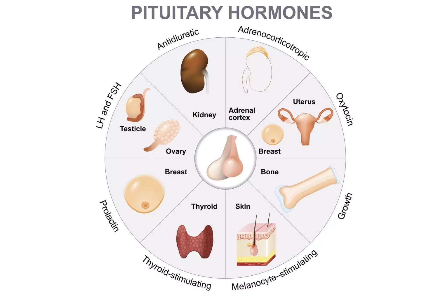 Pituitary nga mga Hormone