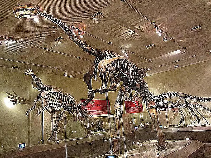 suzhousaurus